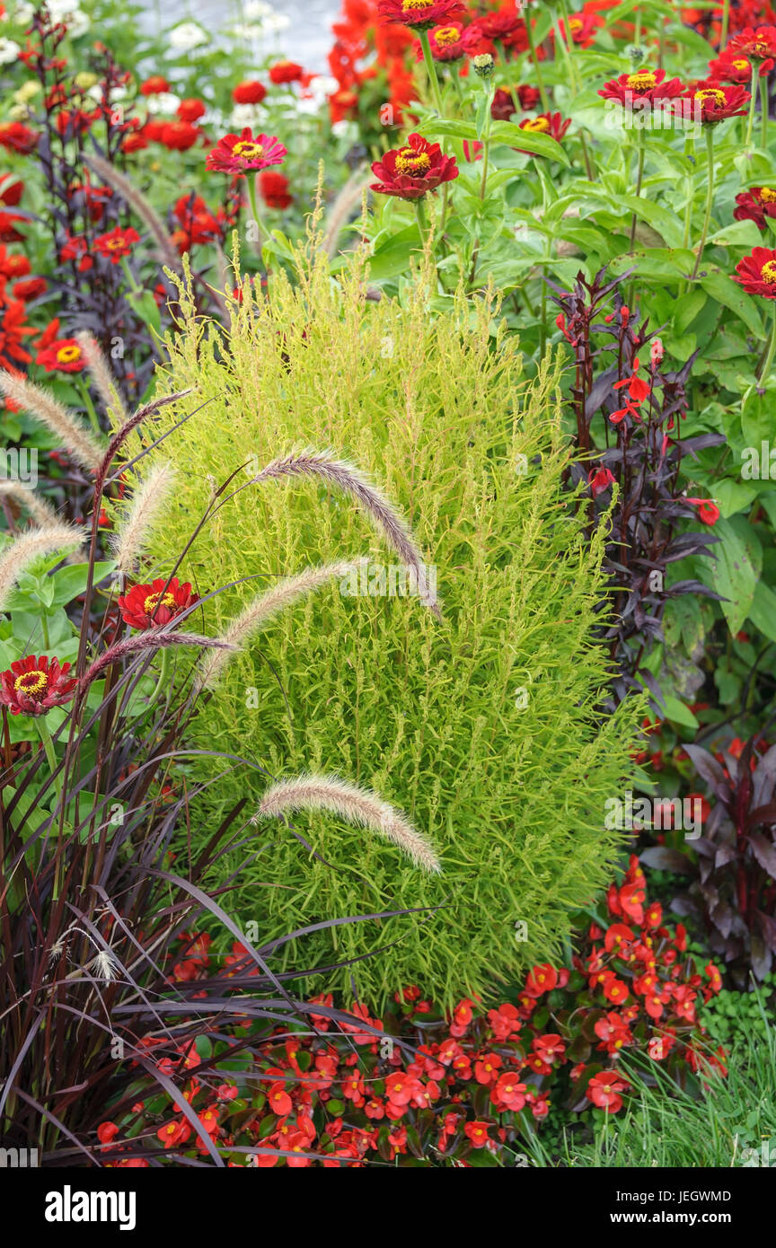 Kochia Scoparia Photos & Kochia Scoparia Images - Alamy