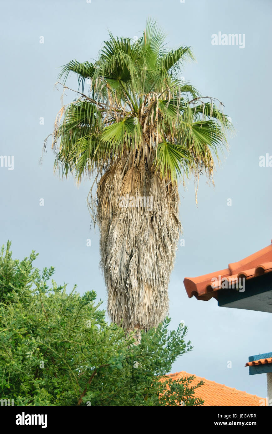 Washingtonia robusta Banque de photographies et d’images à haute ...