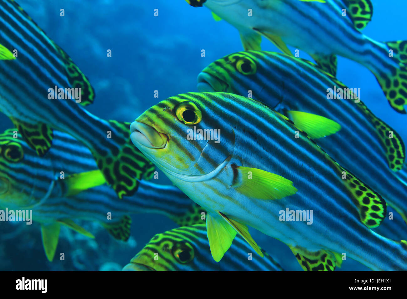Poisson rayé jaune océan indien Banque de photographies et d’images à ...