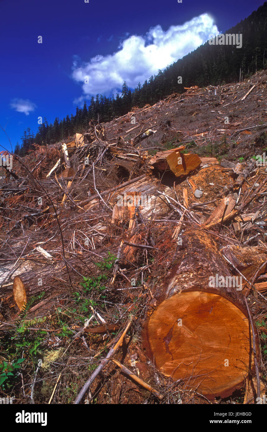 Vue aérienne au-dessus de la coupe claire forêt, Canada Photo Stock - Alamy