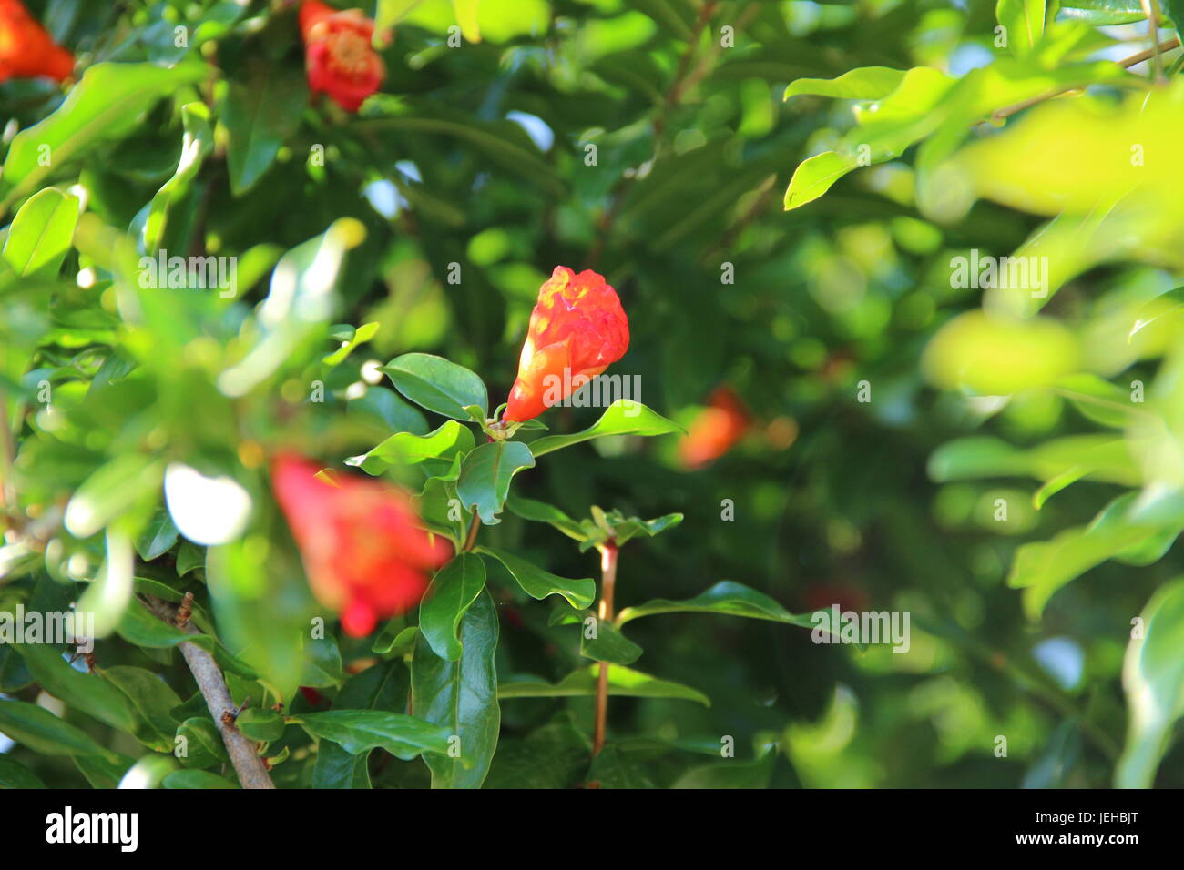 Fleur de grenadier Banque de photographies et d’images à haute ...