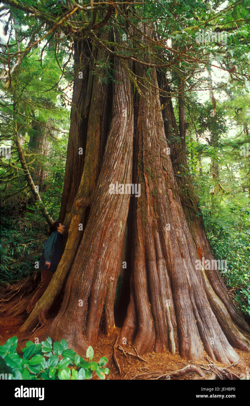 Sequoia tree vertical view Banque de photographies et d’images à haute ...