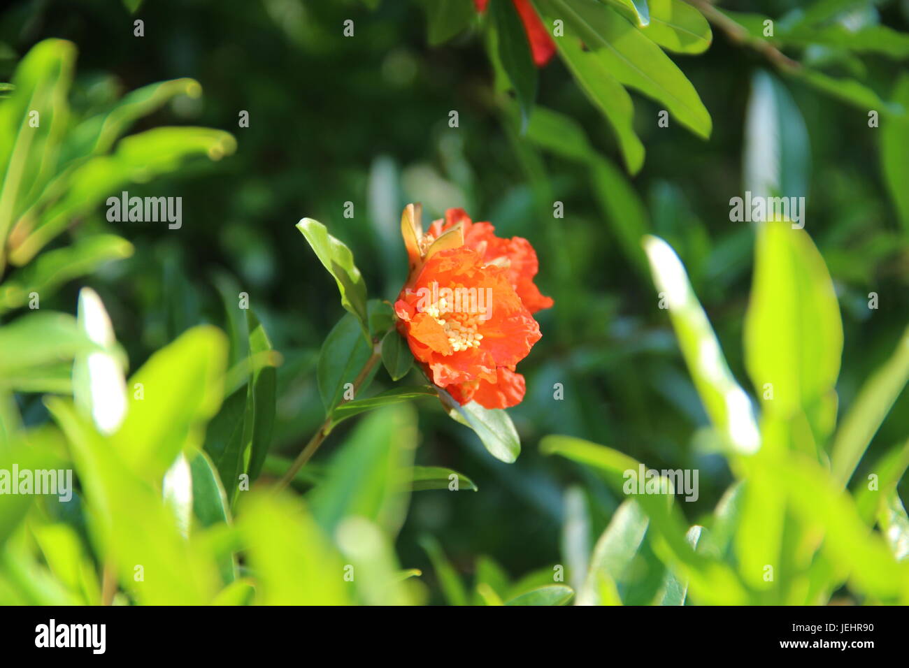 Fleur de grenade Banque de photographies et d’images à haute résolution ...