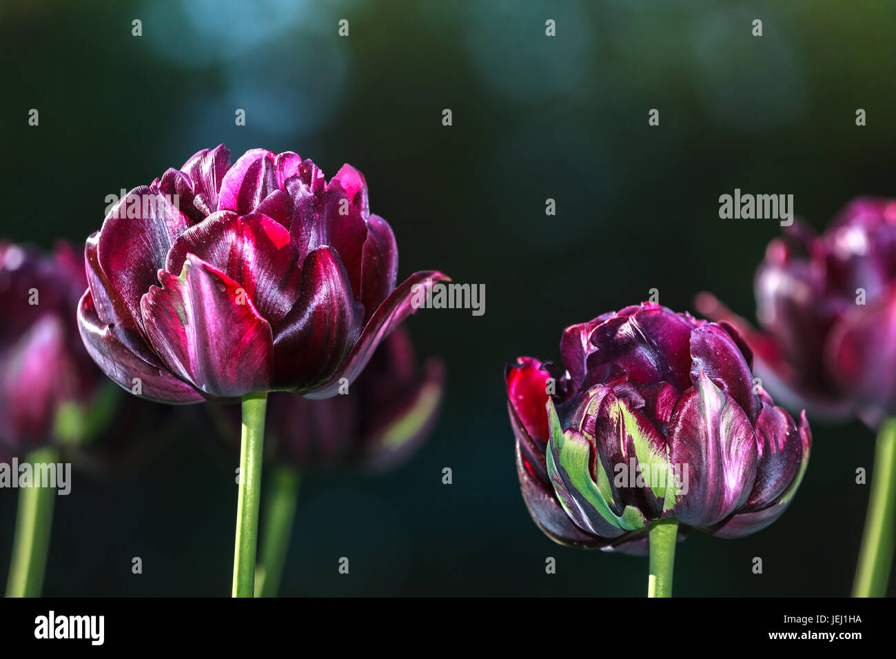 Tulipe noire Banque de photographies et d’images à haute résolution - Alamy
