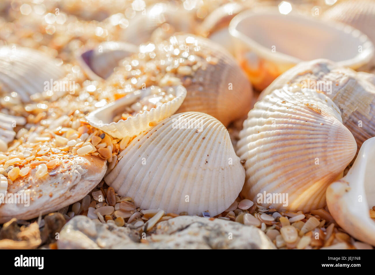 Les mollusques Banque de photographies et d’images à haute résolution ...