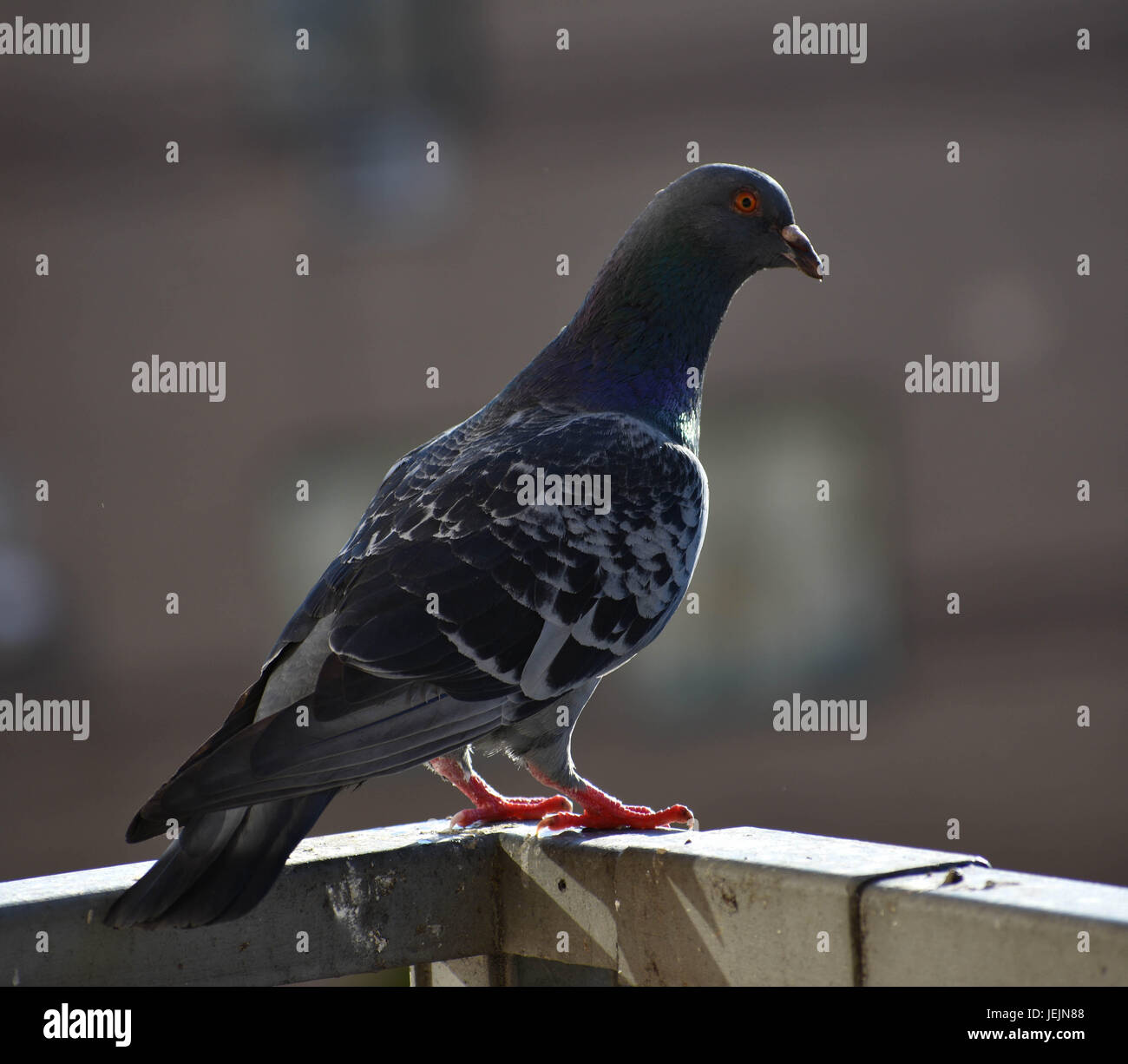 Messager aviaire Banque de photographies et d’images à haute résolution ...