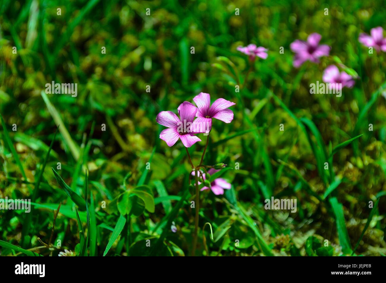 Petites fleurs roses Banque de photographies et d’images à haute ...