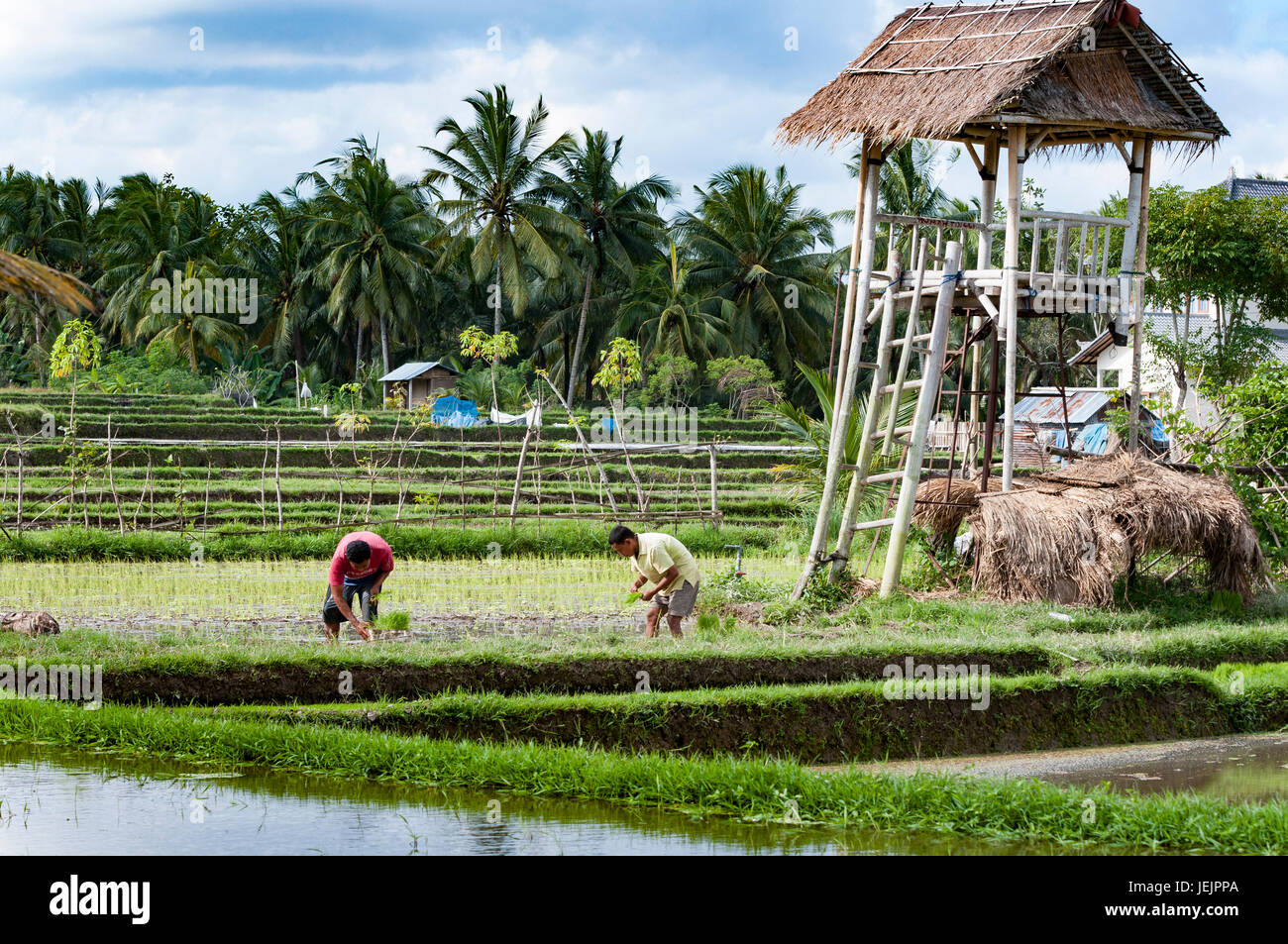 Plantation de riz de Bali avec l'homme le repiquage du riz à la main ...