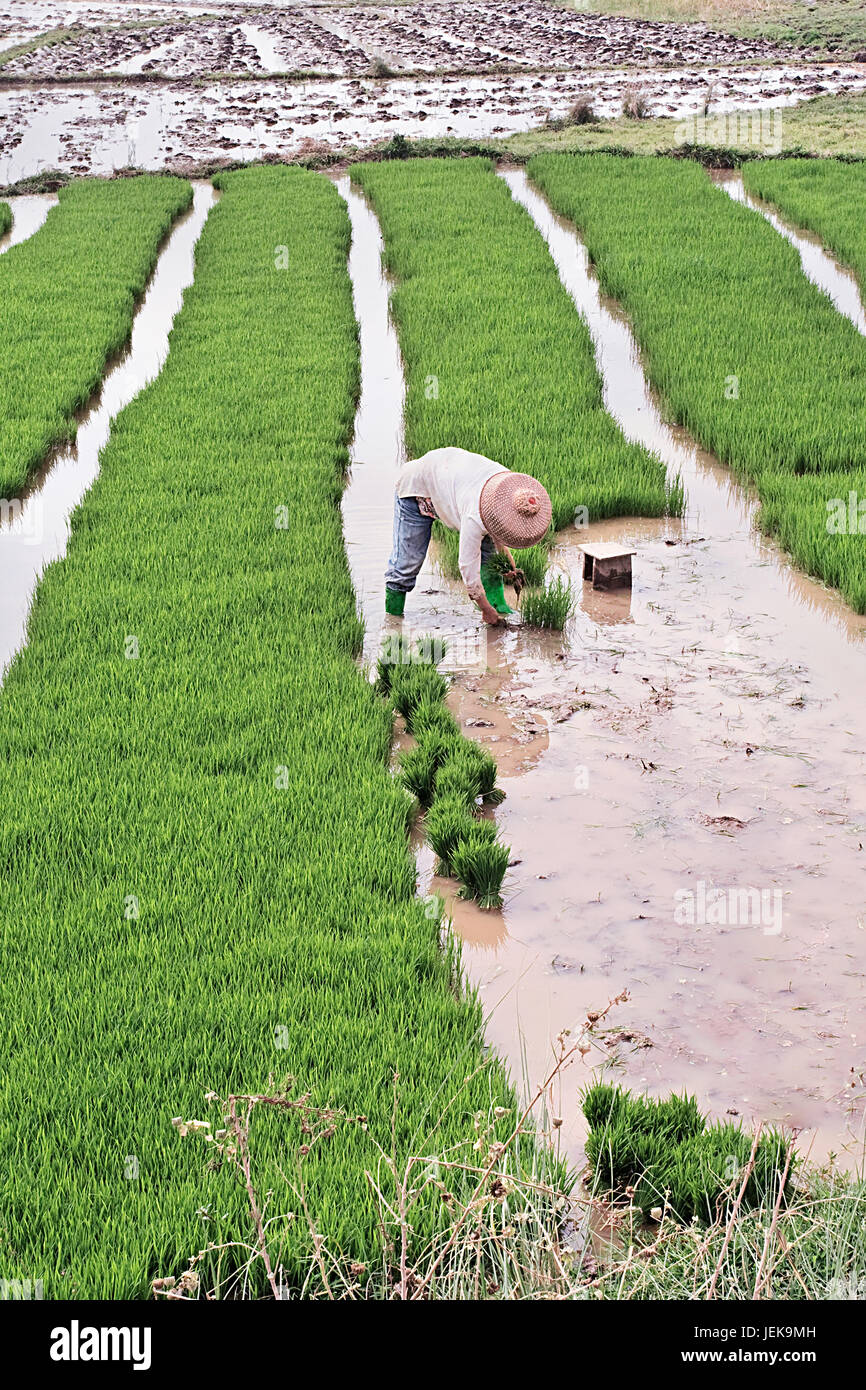 Premier producteur de riz Banque de photographies et d’images à haute ...