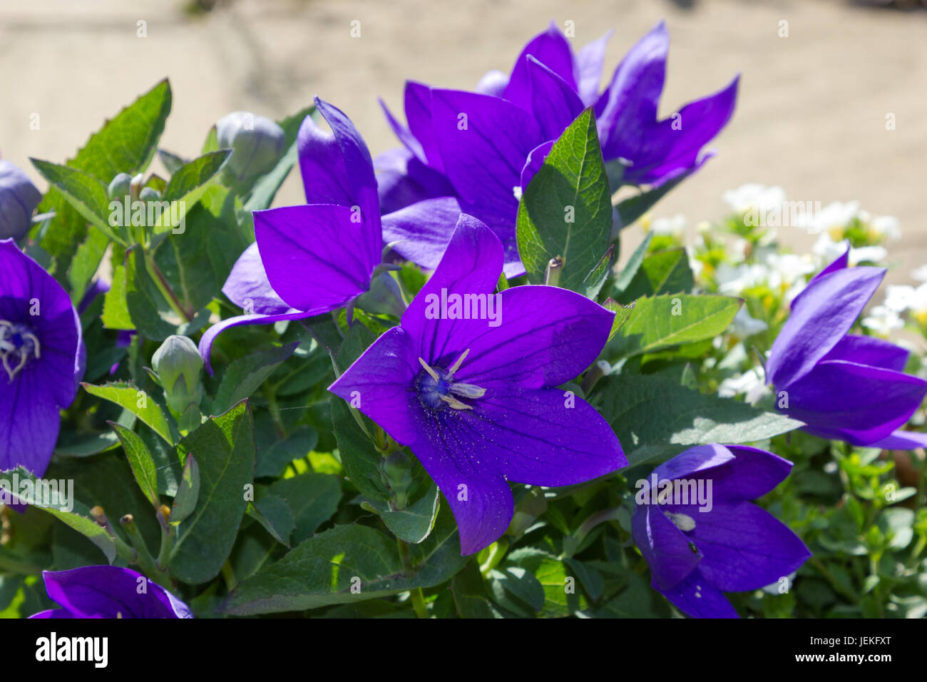 Campanule chinoise platycodon grandiflorus Banque de photographies et d ...