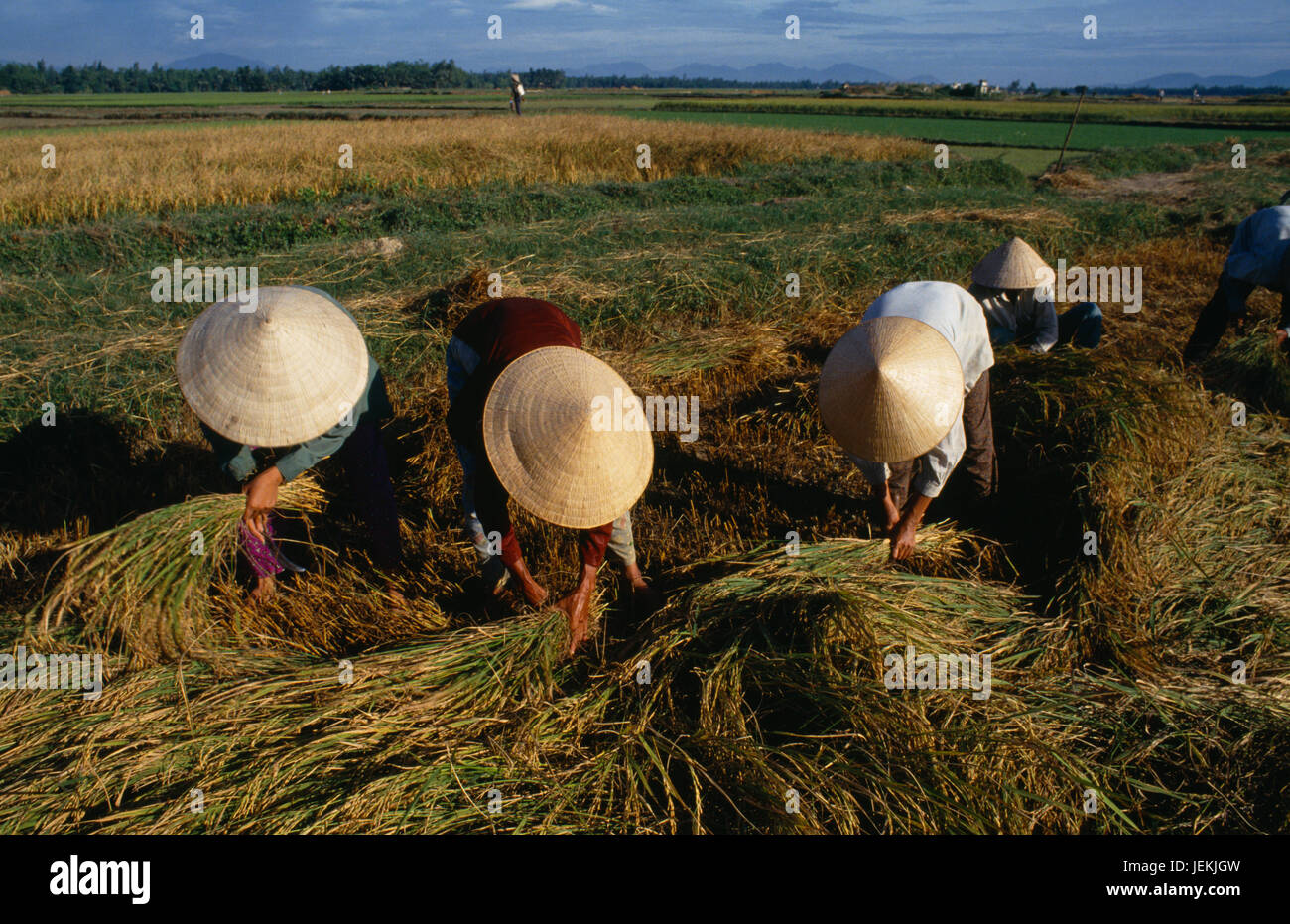Chapeaux de paille de riz paddy Banque de photographies et d’images à ...