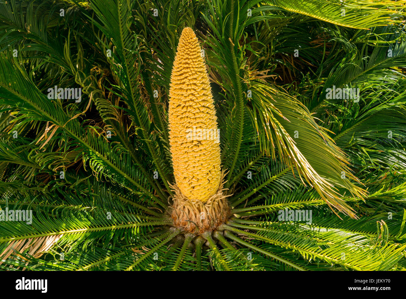 Cycas Fruit Banque d'image et photos - Alamy