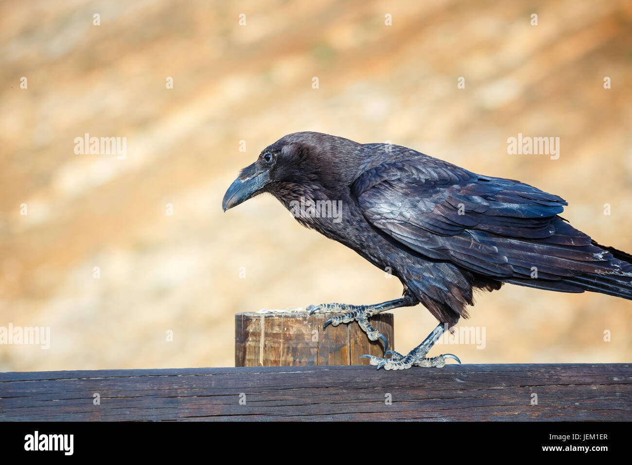Grand corbeau assis sur une poutre en bois, Close up Photo Stock - Alamy