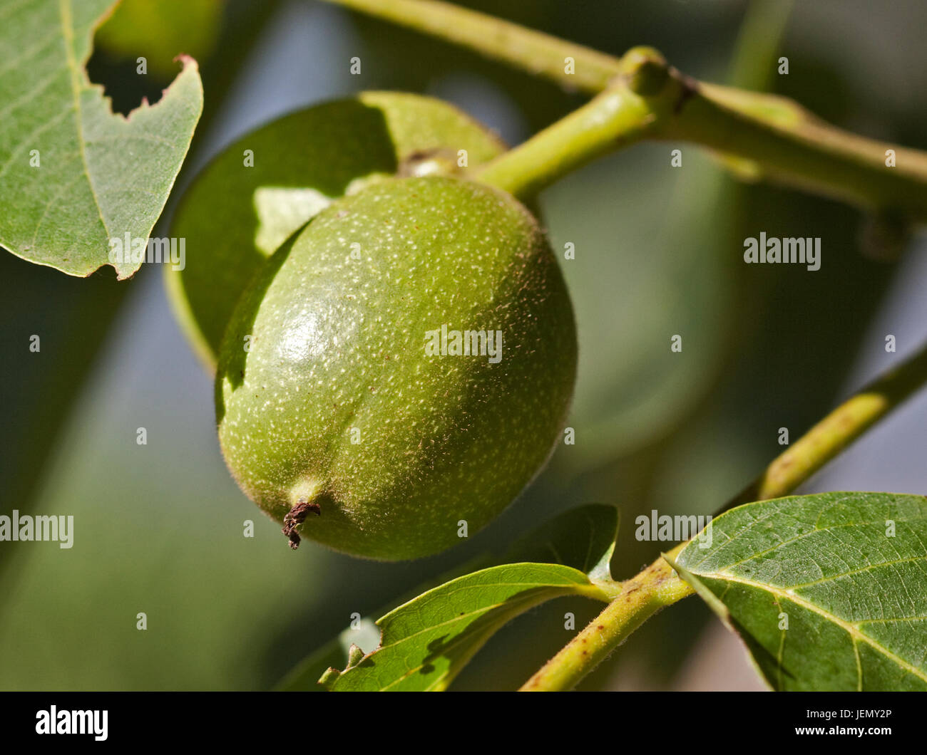 Noix qui poussent sur un arbre Banque de photographies et d’images à ...