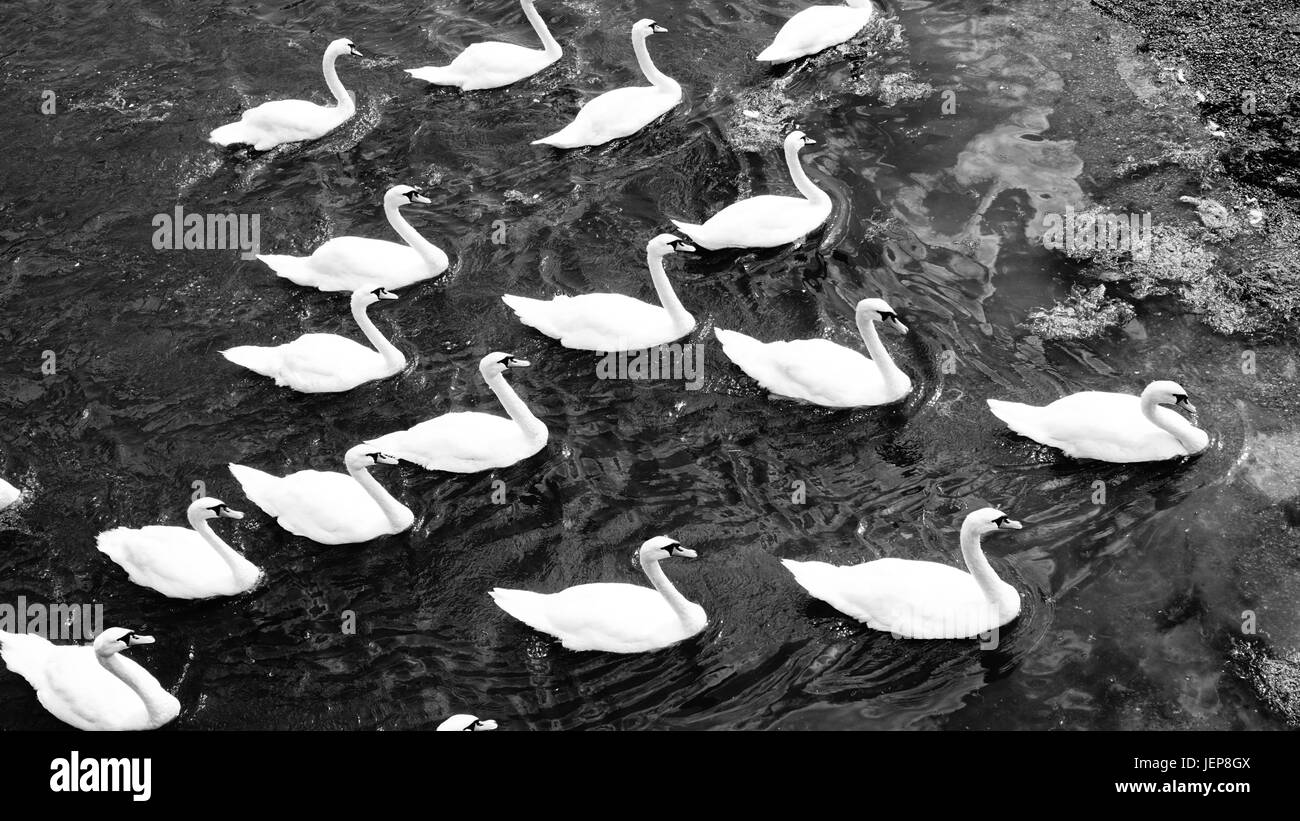 Rituel d'accouplement des cygnes Banque de photographies et d’images à haute résolution - Alamy
