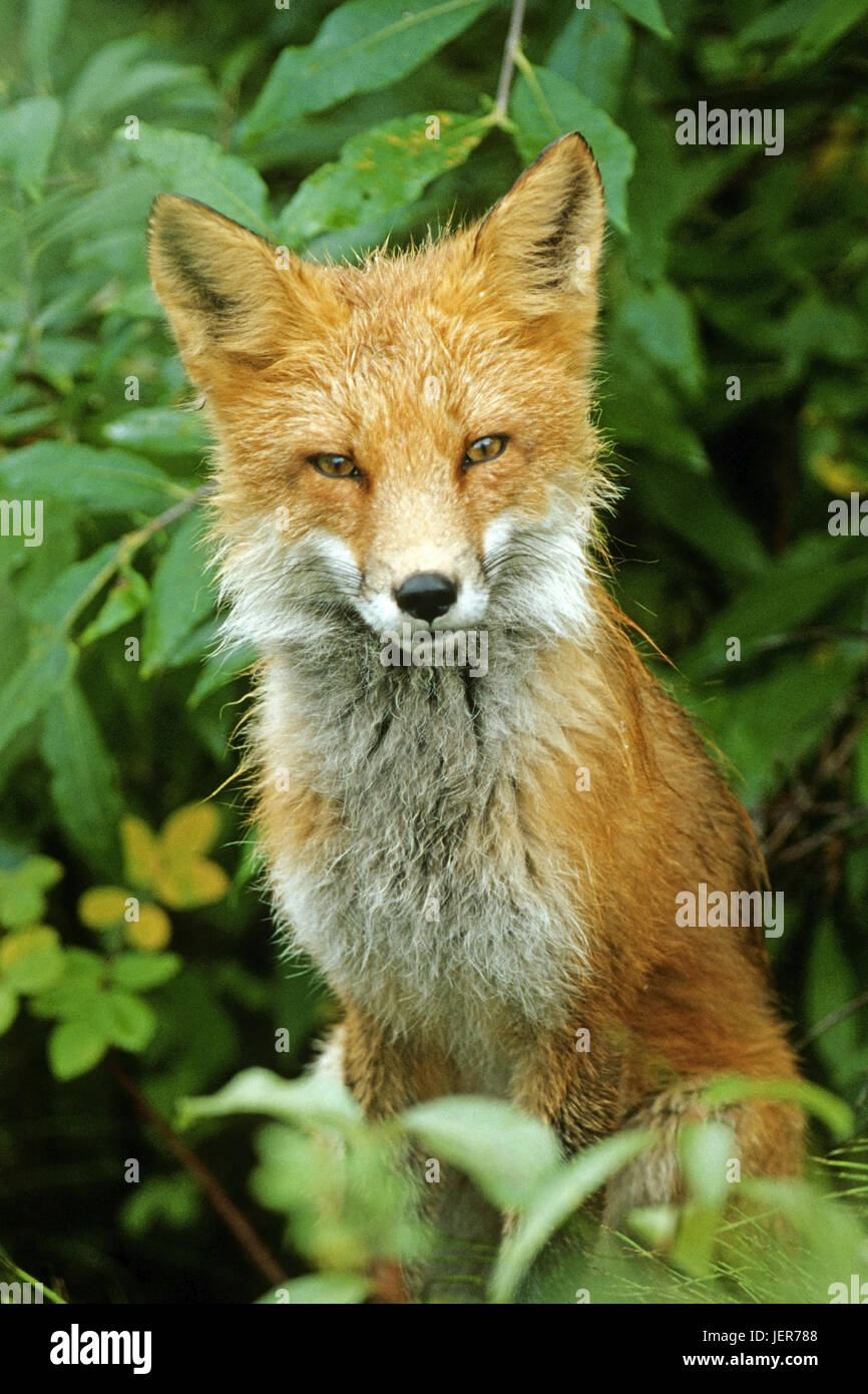 Renard renard roux denali parc national vulpes vulpes Banque de ...