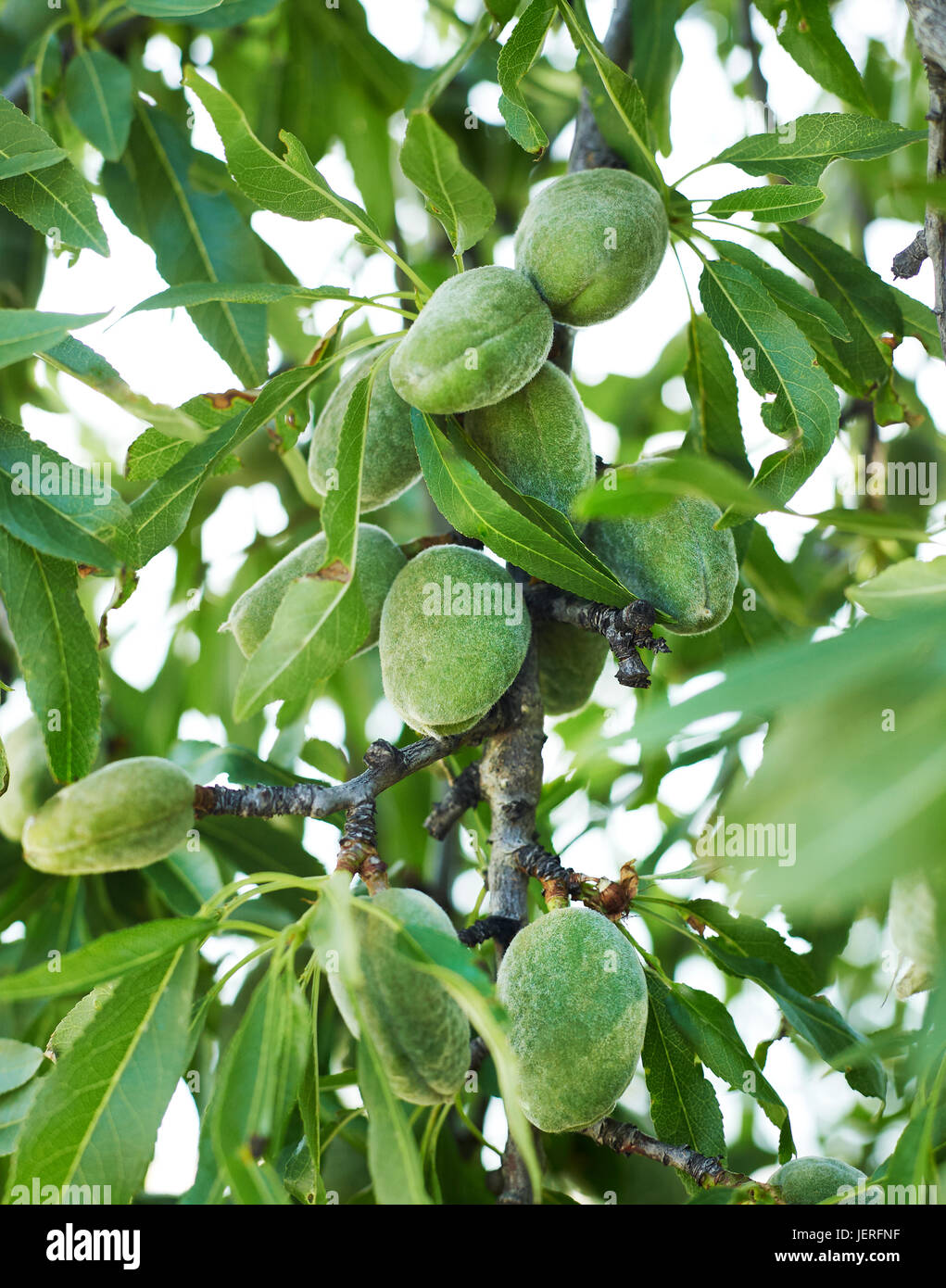 Culture d'amandes Banque de photographies et d’images à haute ...