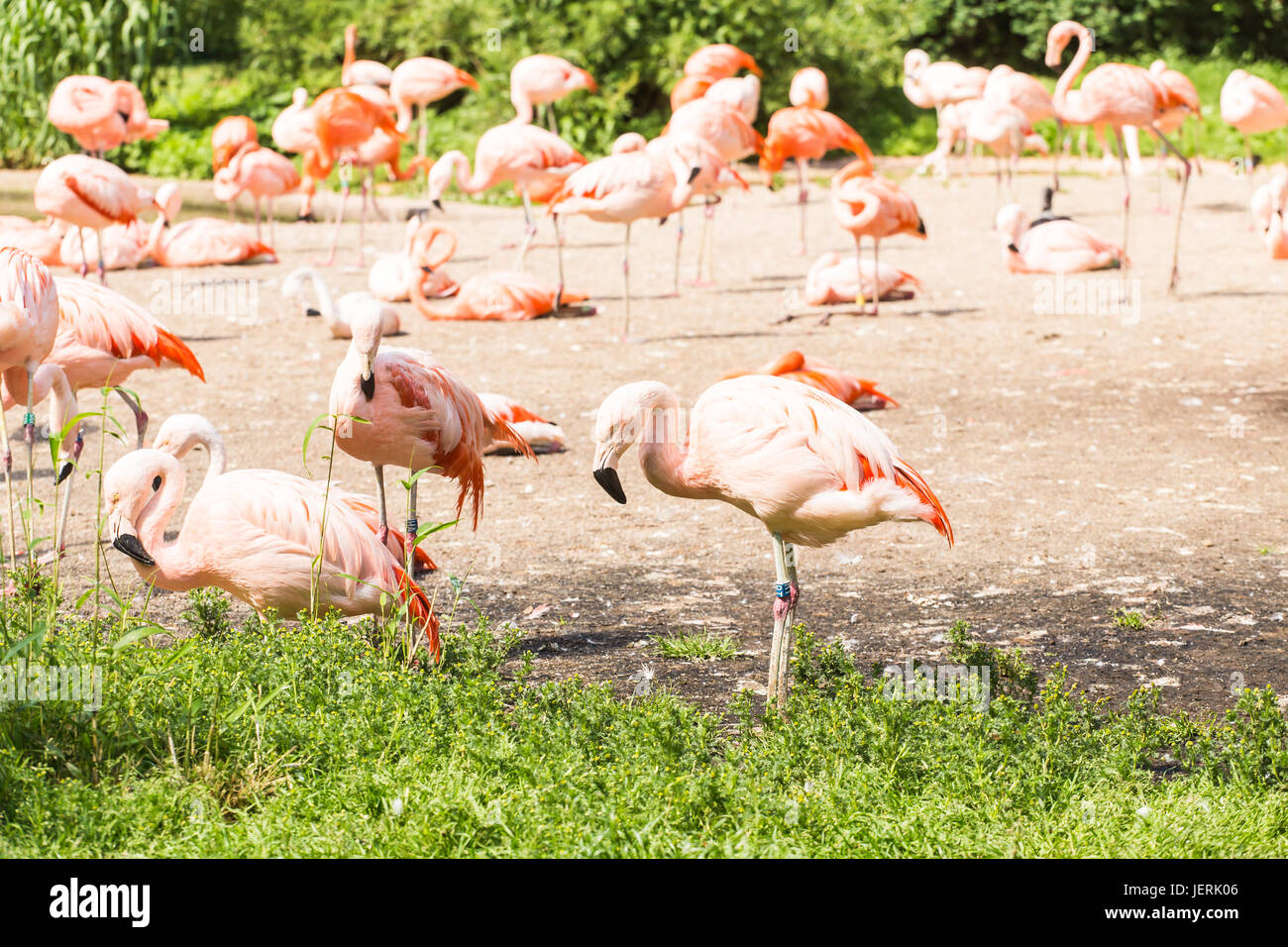 Flamants roses au lac de bogoria Banque de photographies et d’images à ...