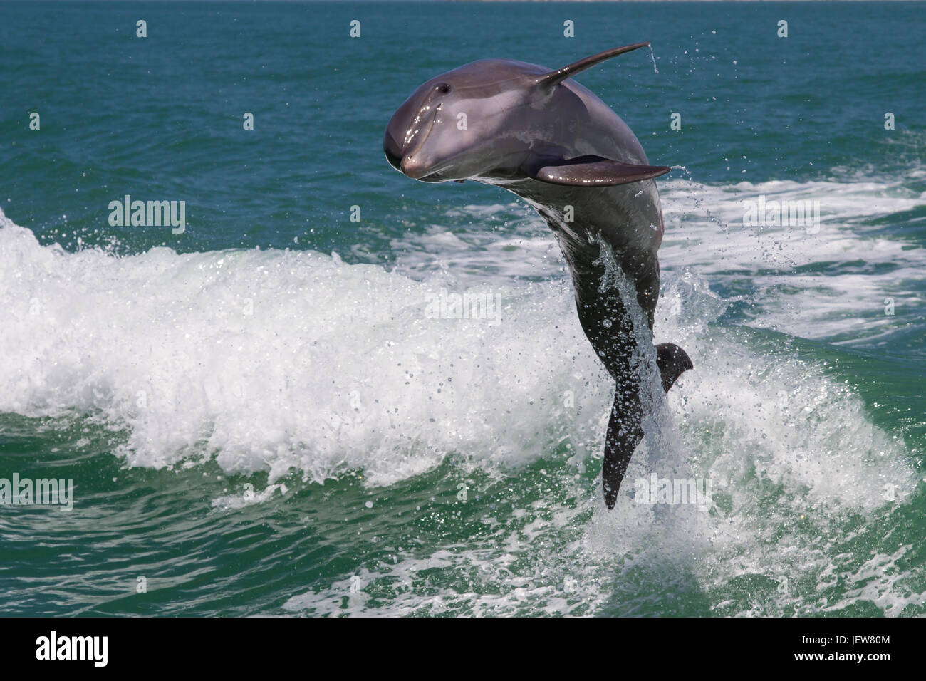 Grands dauphins tursiops truncatus sautent hors de l'eau Banque de ...