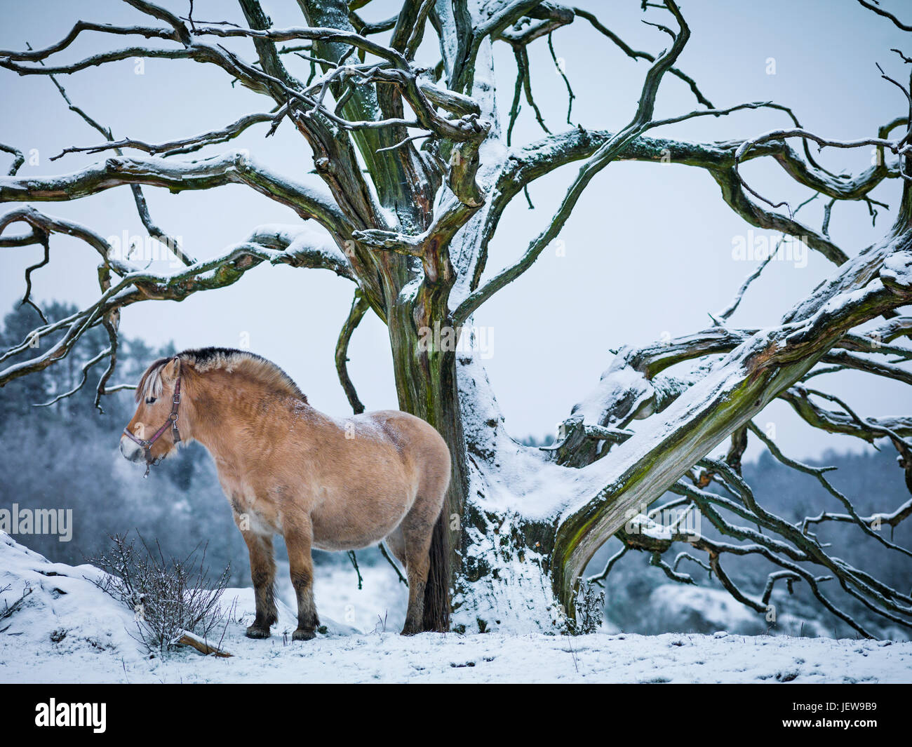 Cheval debout sous l'arbre d'hiver Banque de photographies et d’images ...