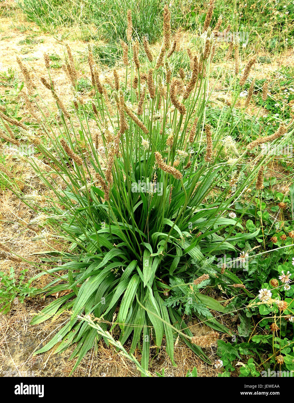 PLANTAIN LANCÉOLE Plantago lanceolata. Photo : Tony Gale Photo Stock ...
