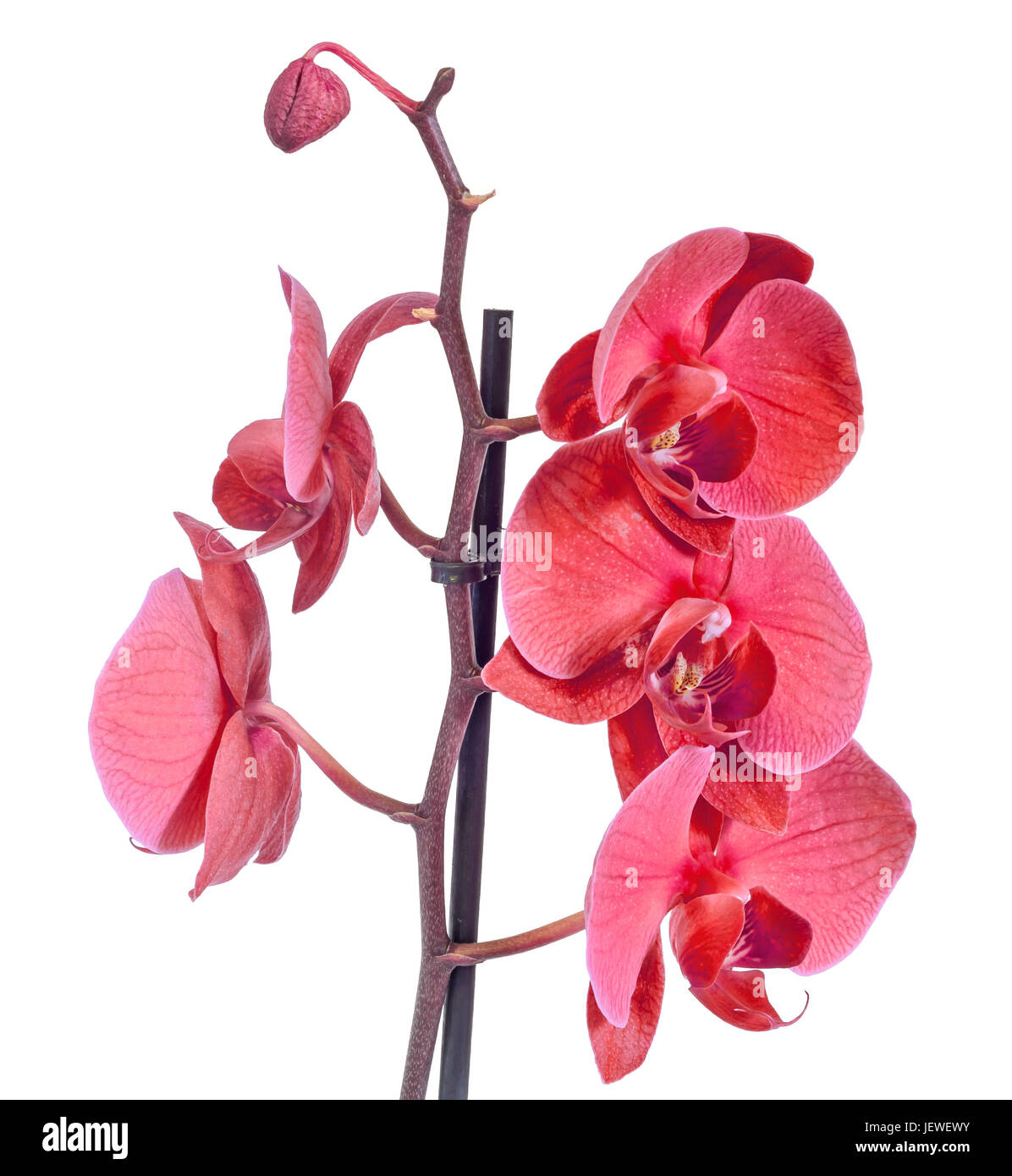 Orchidée vanda rouge Banque d'images détourées - Alamy