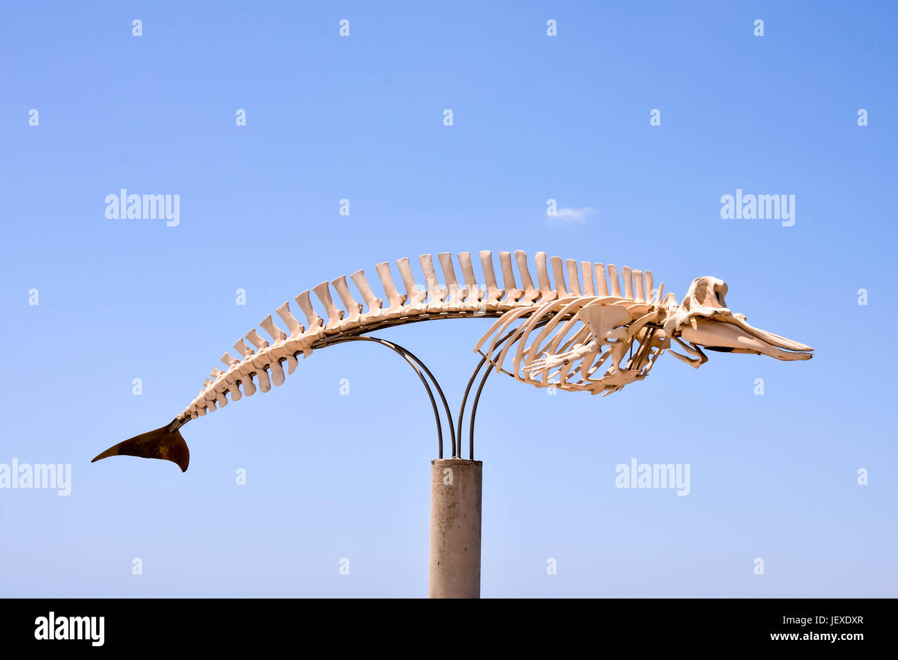 Squelette de baleine fuerteventura Banque d'image et photos - Alamy