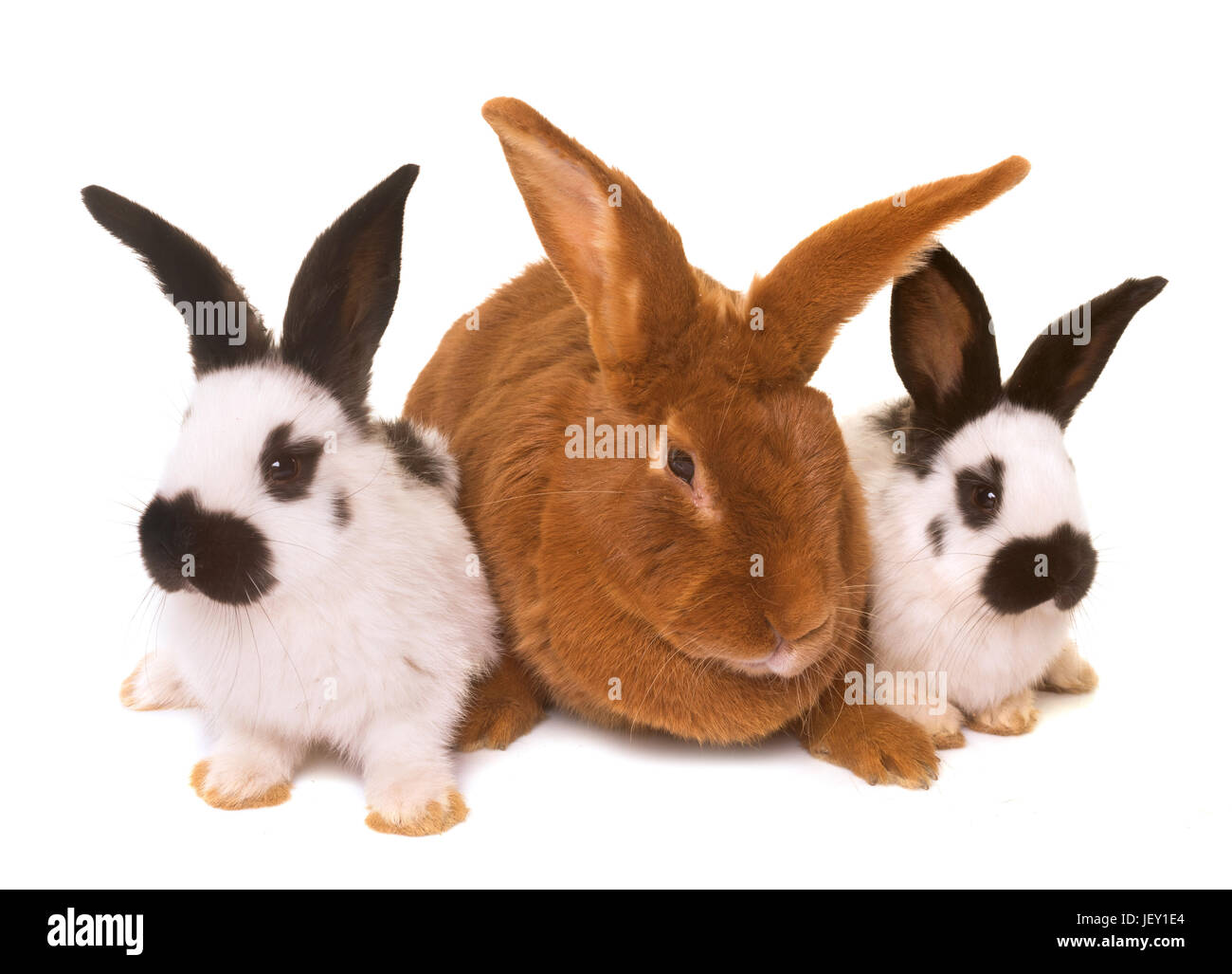Fauve de Bourgogne et Checkered lapin géant in front of white ...