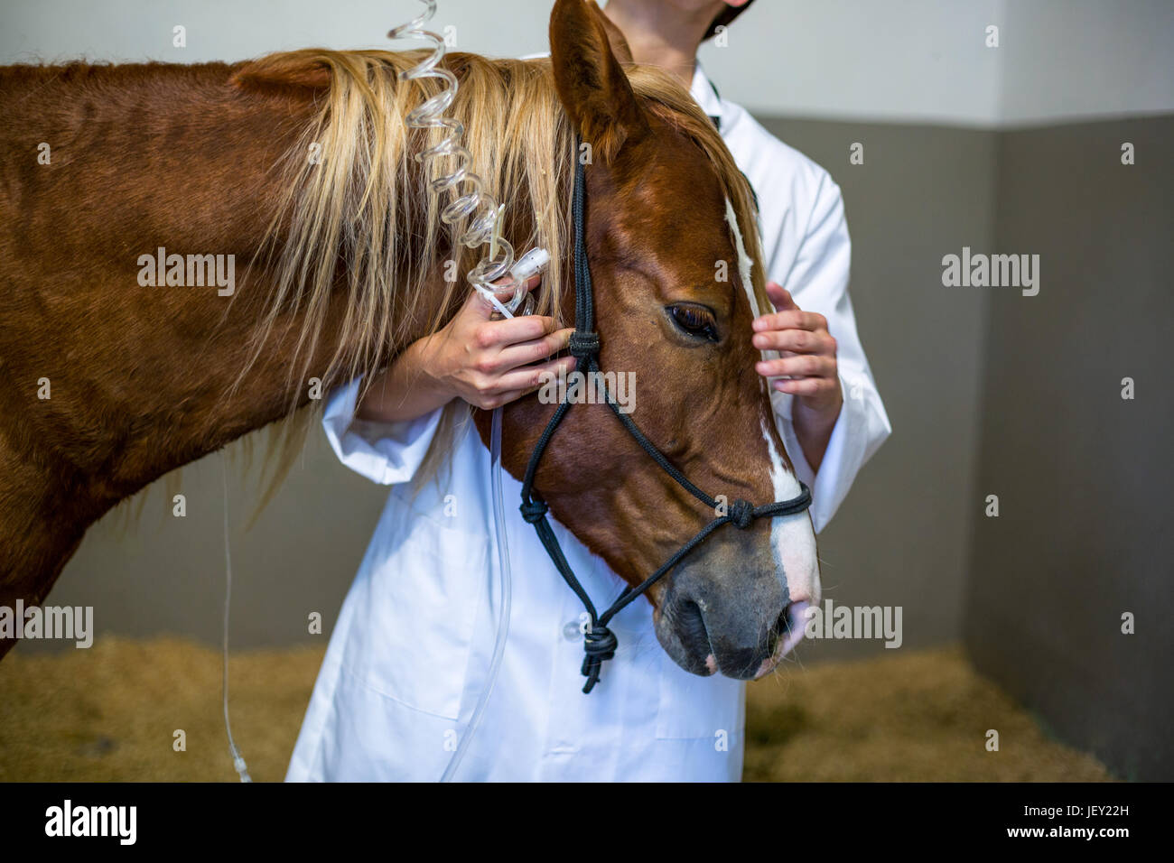 Veterinaire cheval Banque de photographies et d’images à haute ...