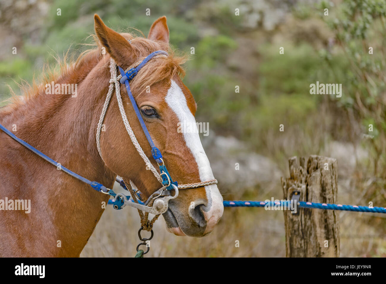 Cheval attaché Banque de photographies et d’images à haute résolution ...