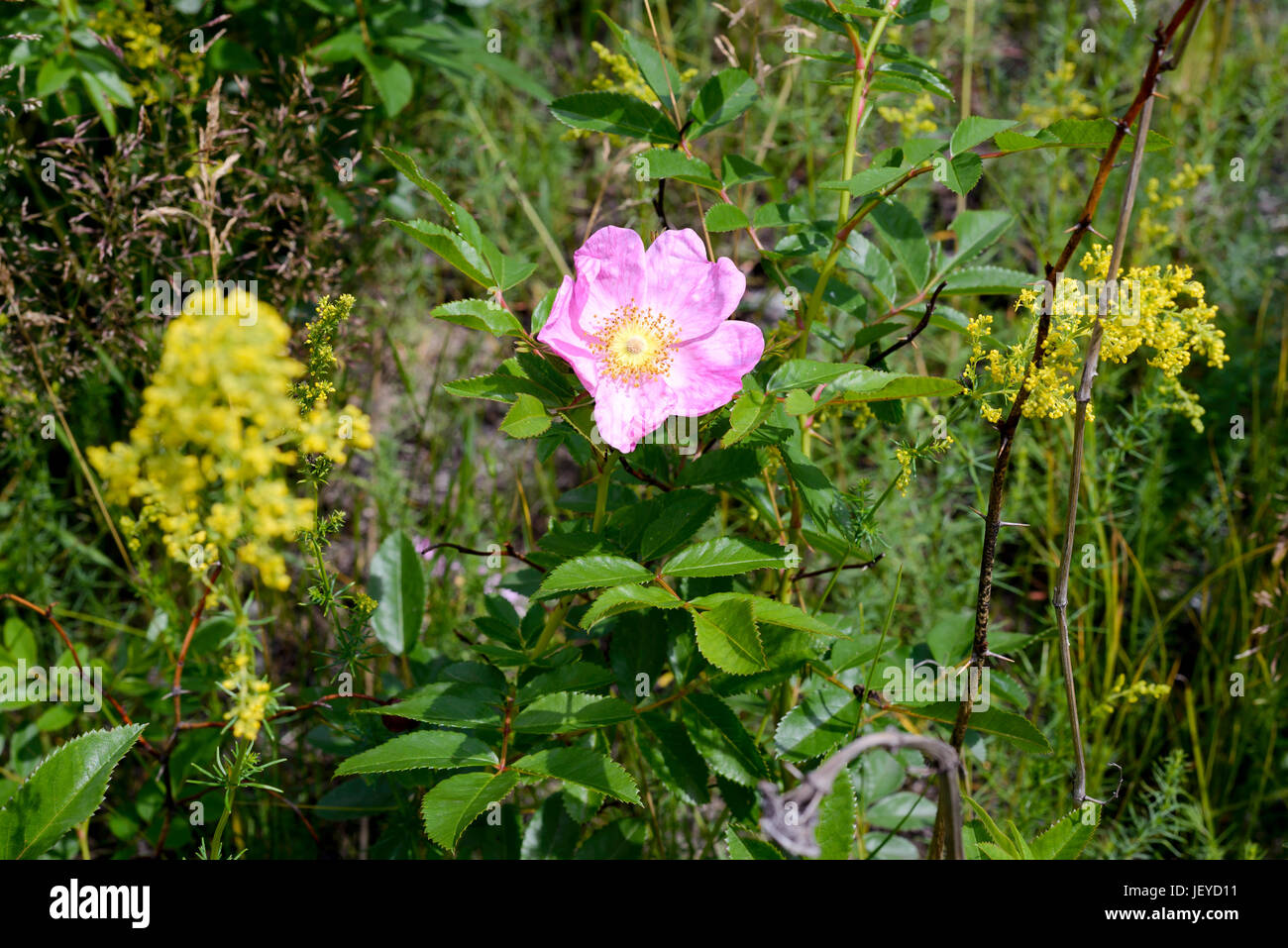 Eglantine flower Banque de photographies et d’images à haute résolution ...