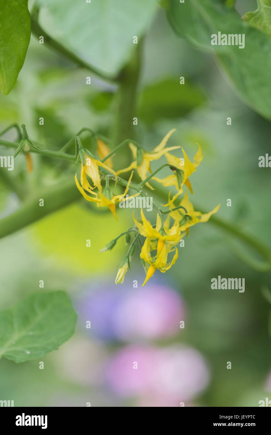 Fleurs de tomate groseilles Banque de photographies et d’images à haute ...