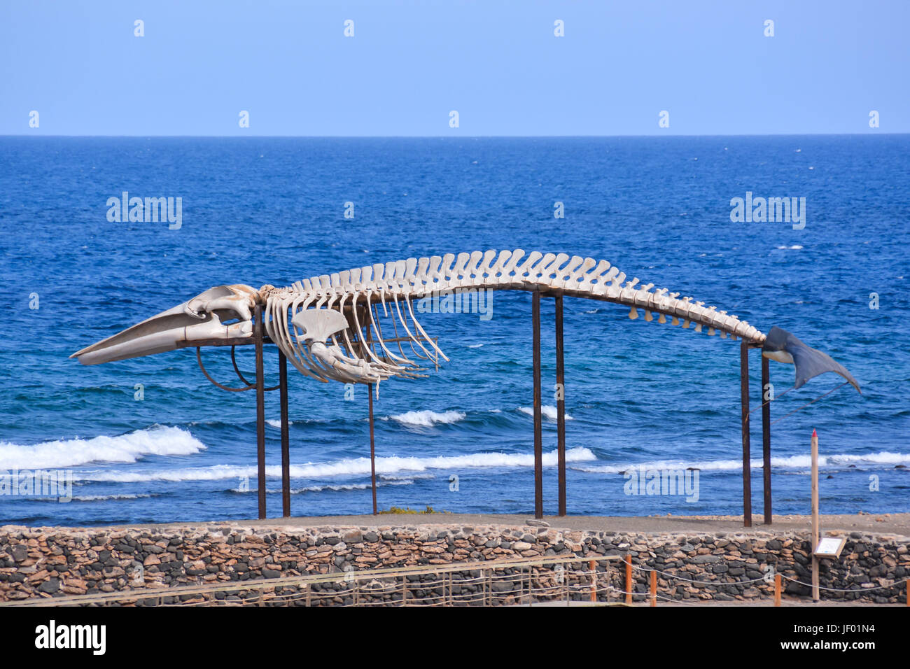 Squelette de baleine fuerteventura Banque d'image et photos - Alamy