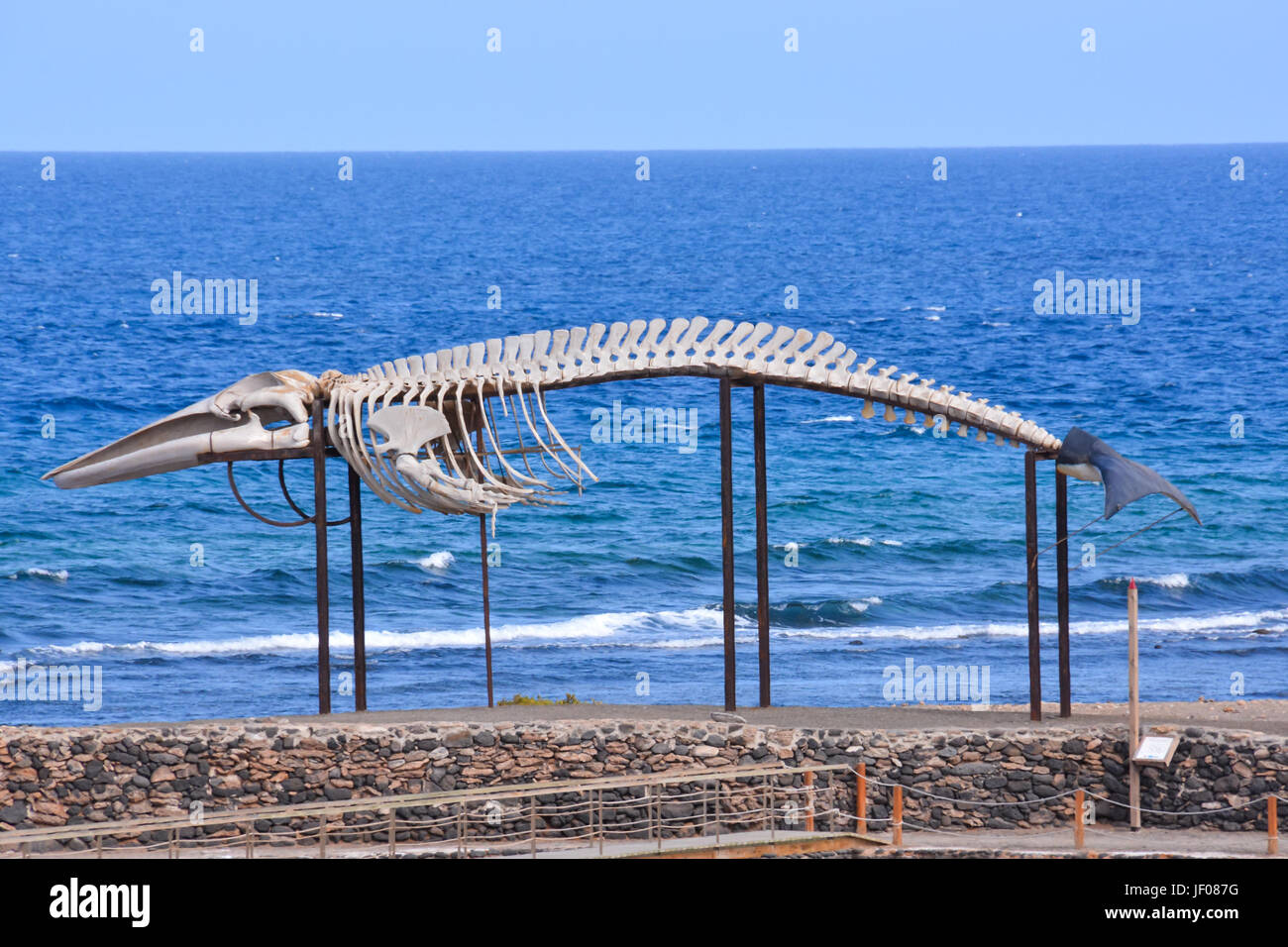 Squelette de baleine fuerteventura Banque d'image et photos - Alamy