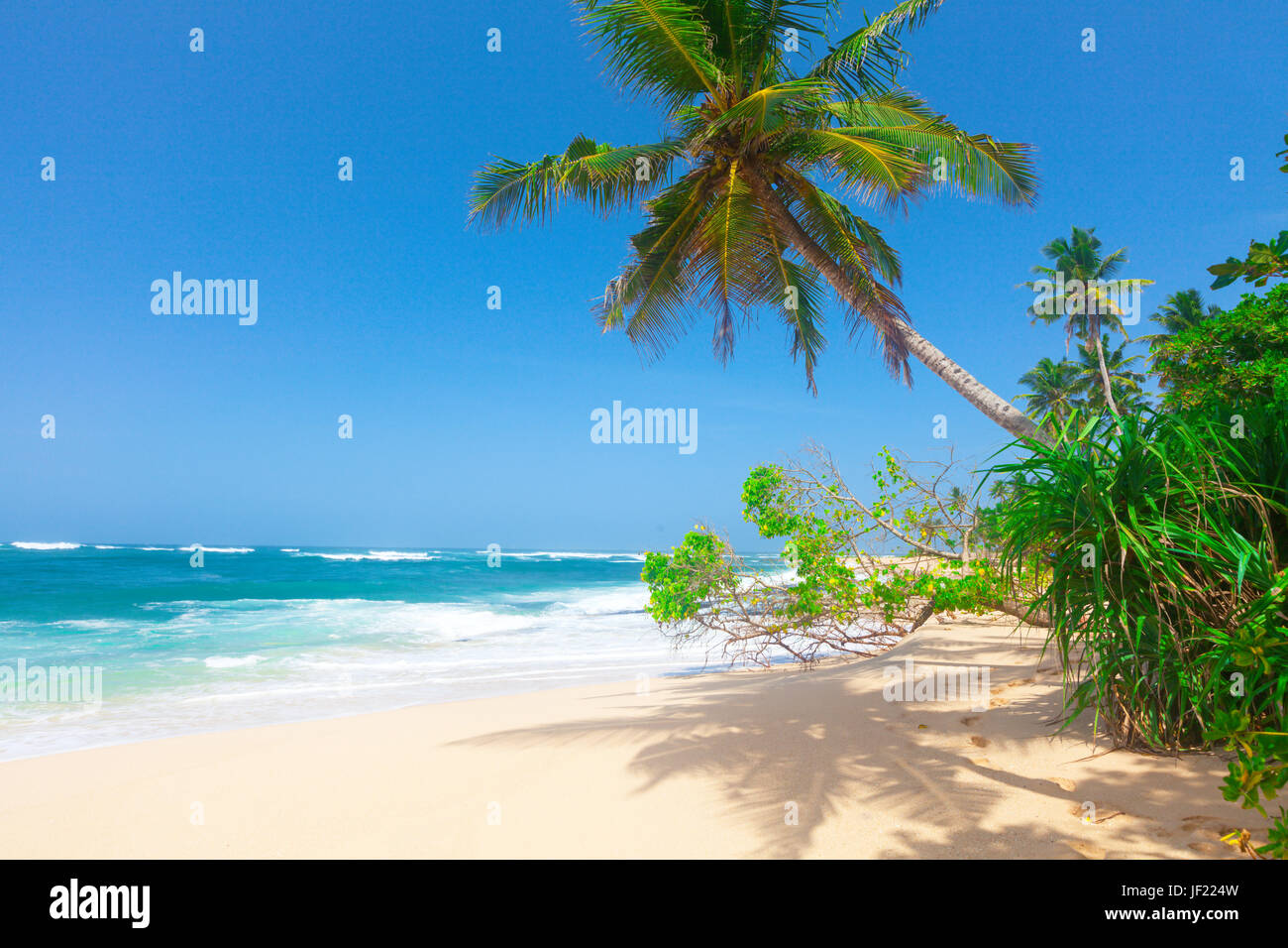 Plage tropicale avec cocotier Photo Stock - Alamy