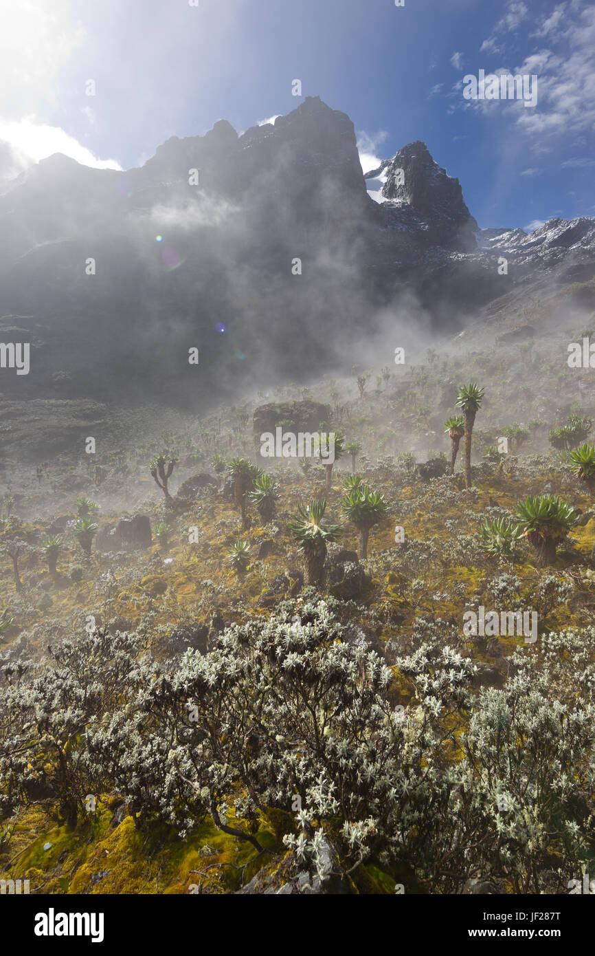 Mount stanley Banque de photographies et d’images à haute résolution ...