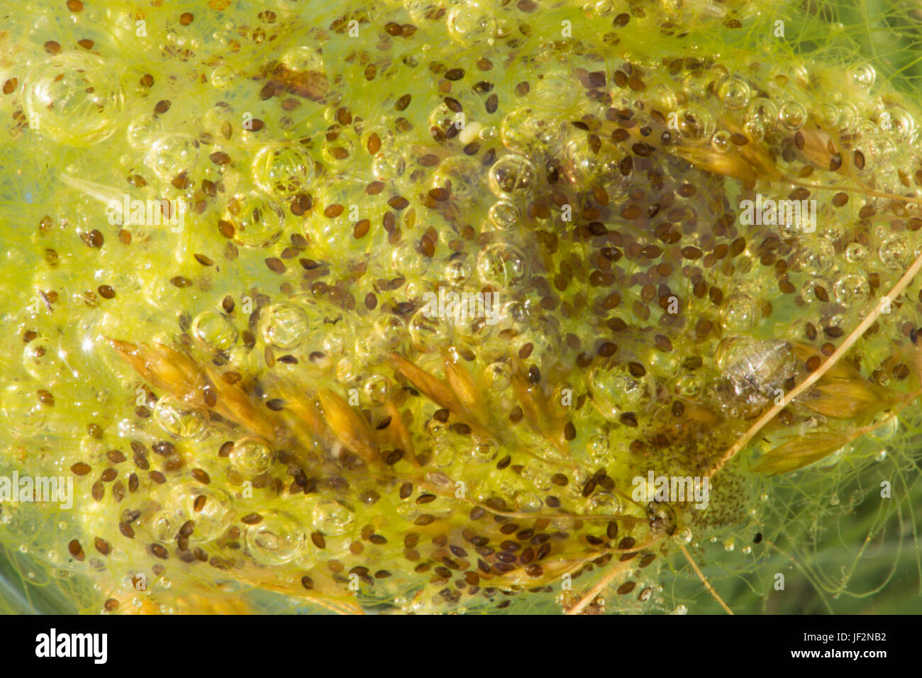 Des œufs de grande taille chaser libellule, Libellula depressa. Sussex, UK. Juin Photo Stock - Alamy