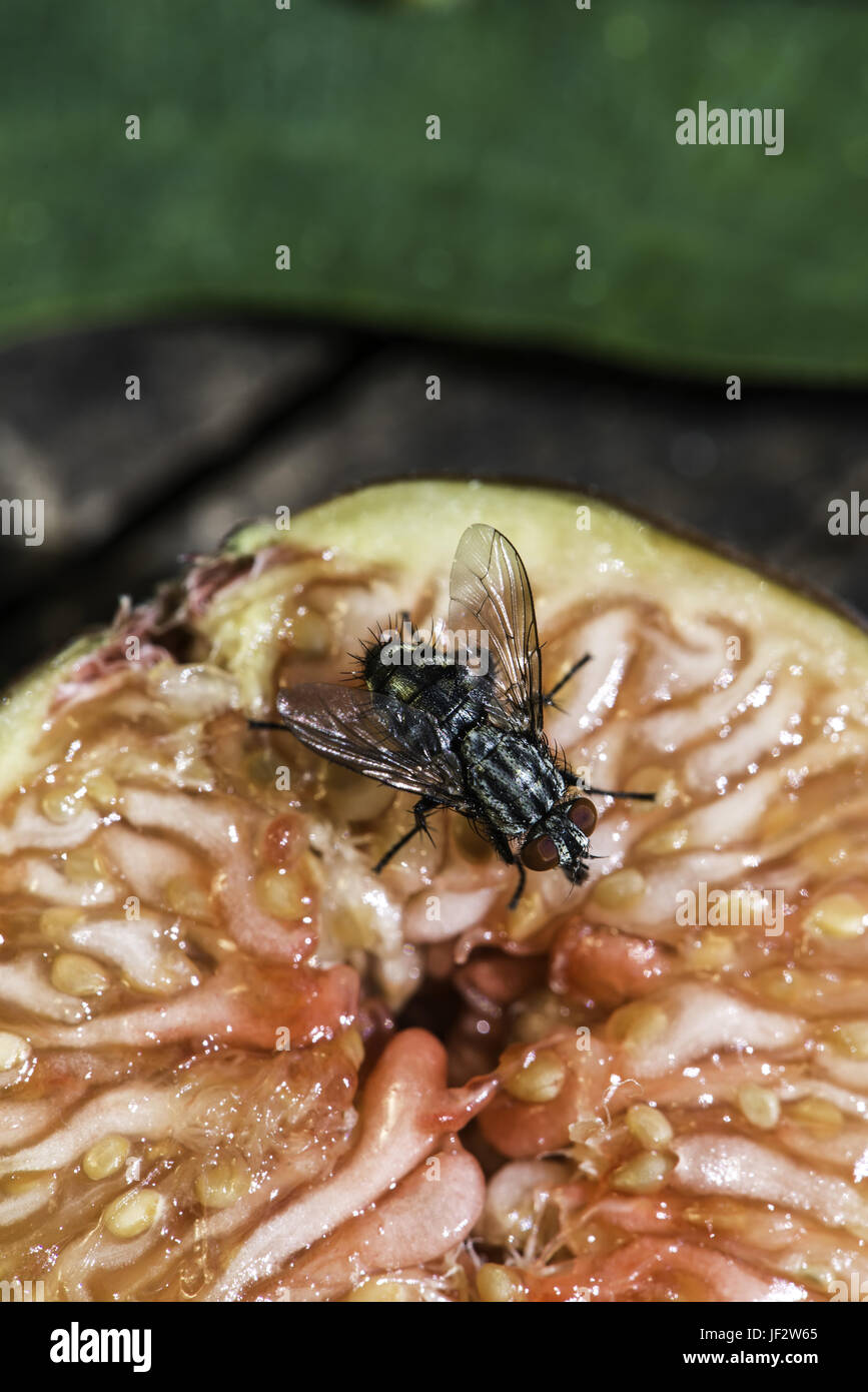 Arbre fruitier insecte nuisible blanc Banque de photographies et d ...