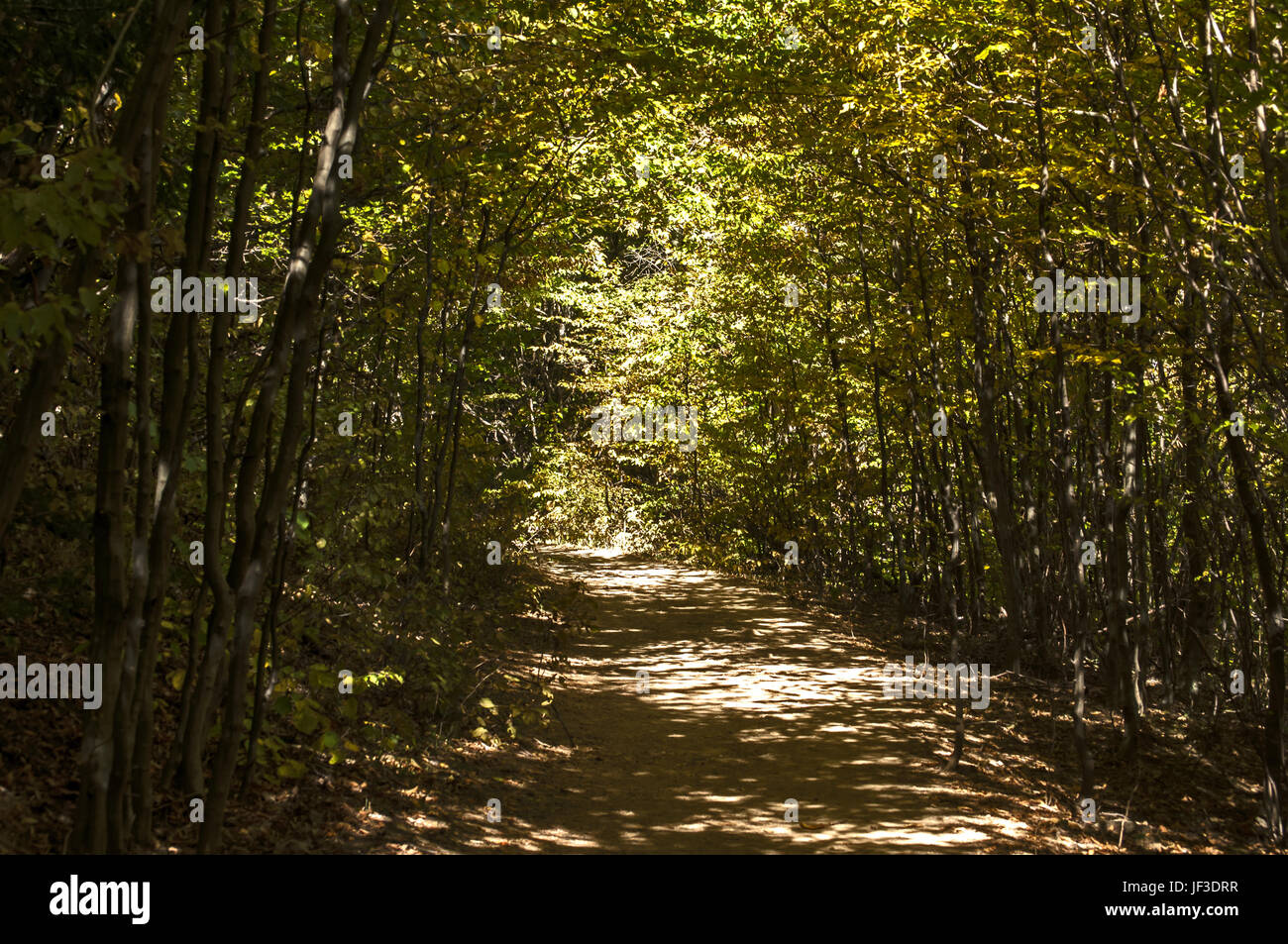 Sentier forestier en automne Banque de photographies et d’images à ...