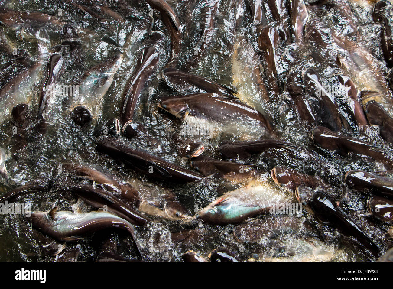 Requin siamois Banque de photographies et d’images à haute résolution ...