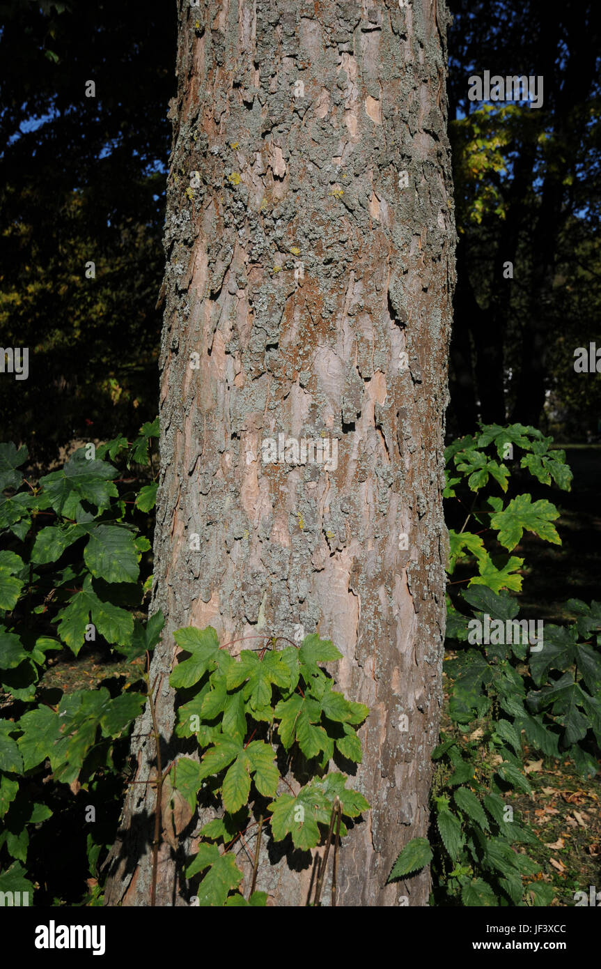 L'érable sycomore, Acer pseudoplatanus, tronc Photo Stock - Alamy