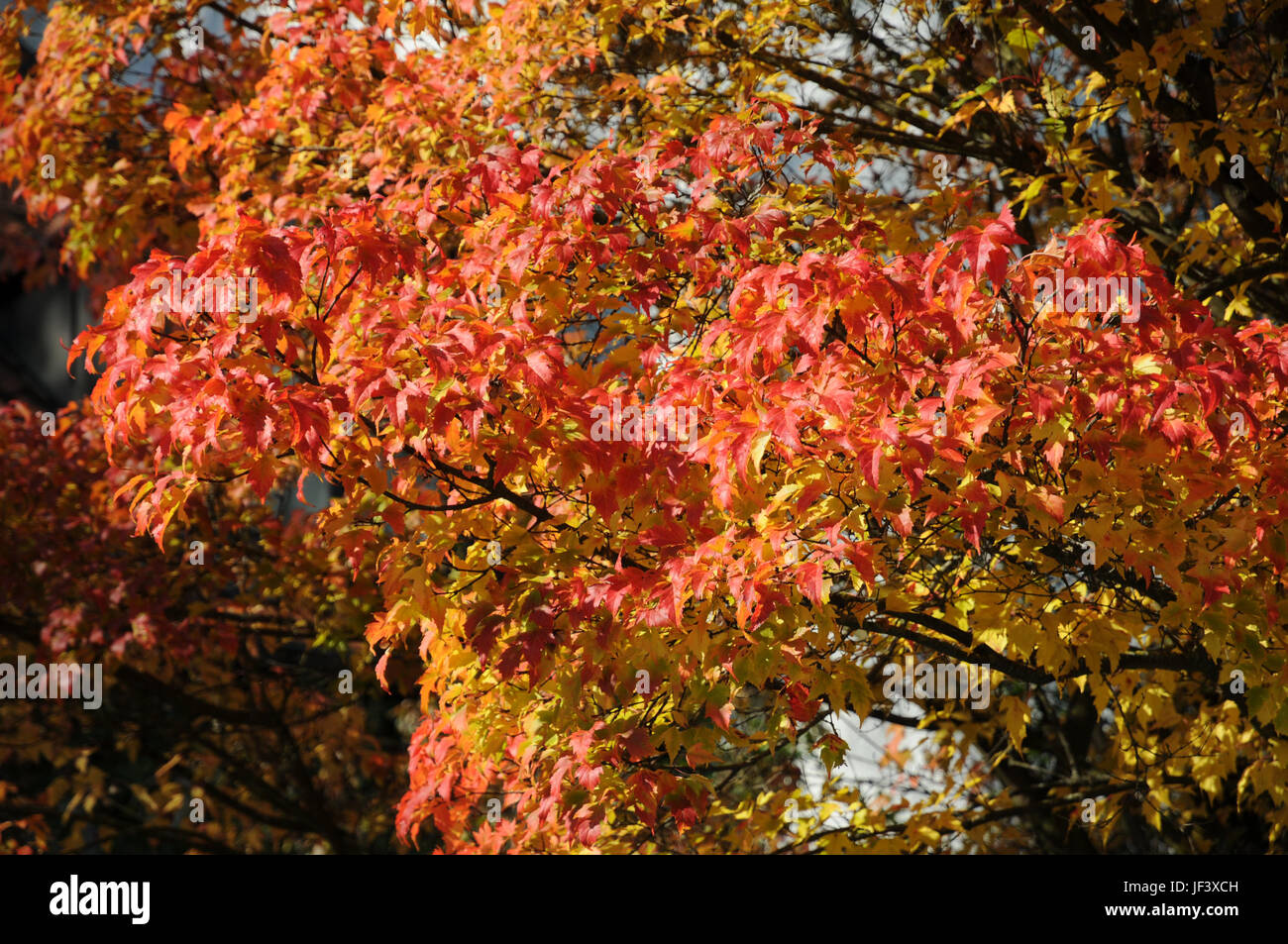Acer ginnala feuille Banque de photographies et d’images à haute ...