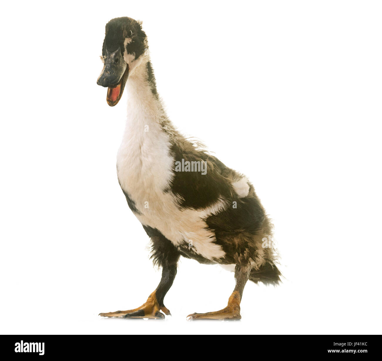 Mulard duck Banque de photographies et d’images à haute résolution - Alamy