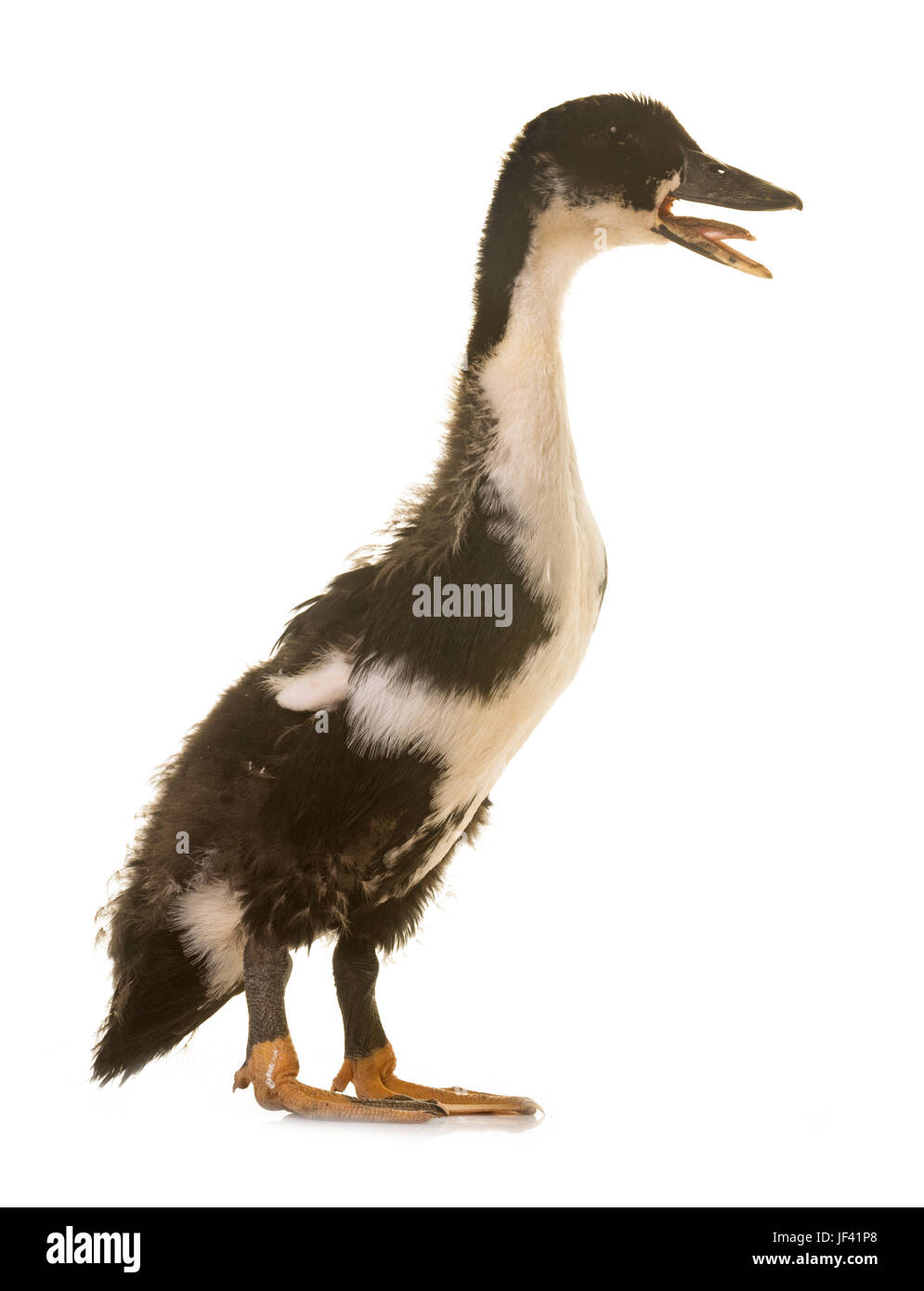 Mulard duck Banque de photographies et d’images à haute résolution - Alamy