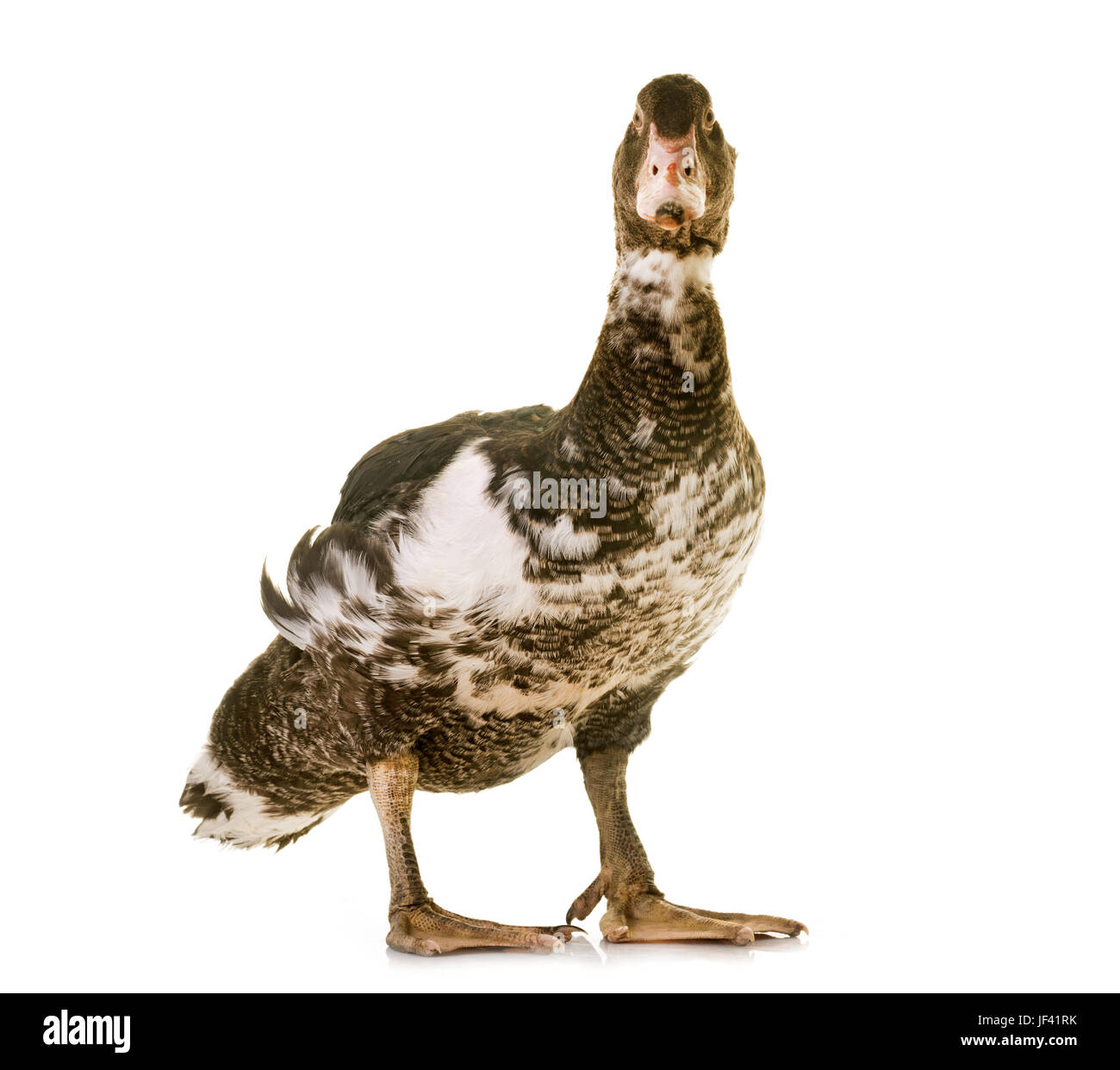 Canard mulard Banque d'images détourées - Alamy