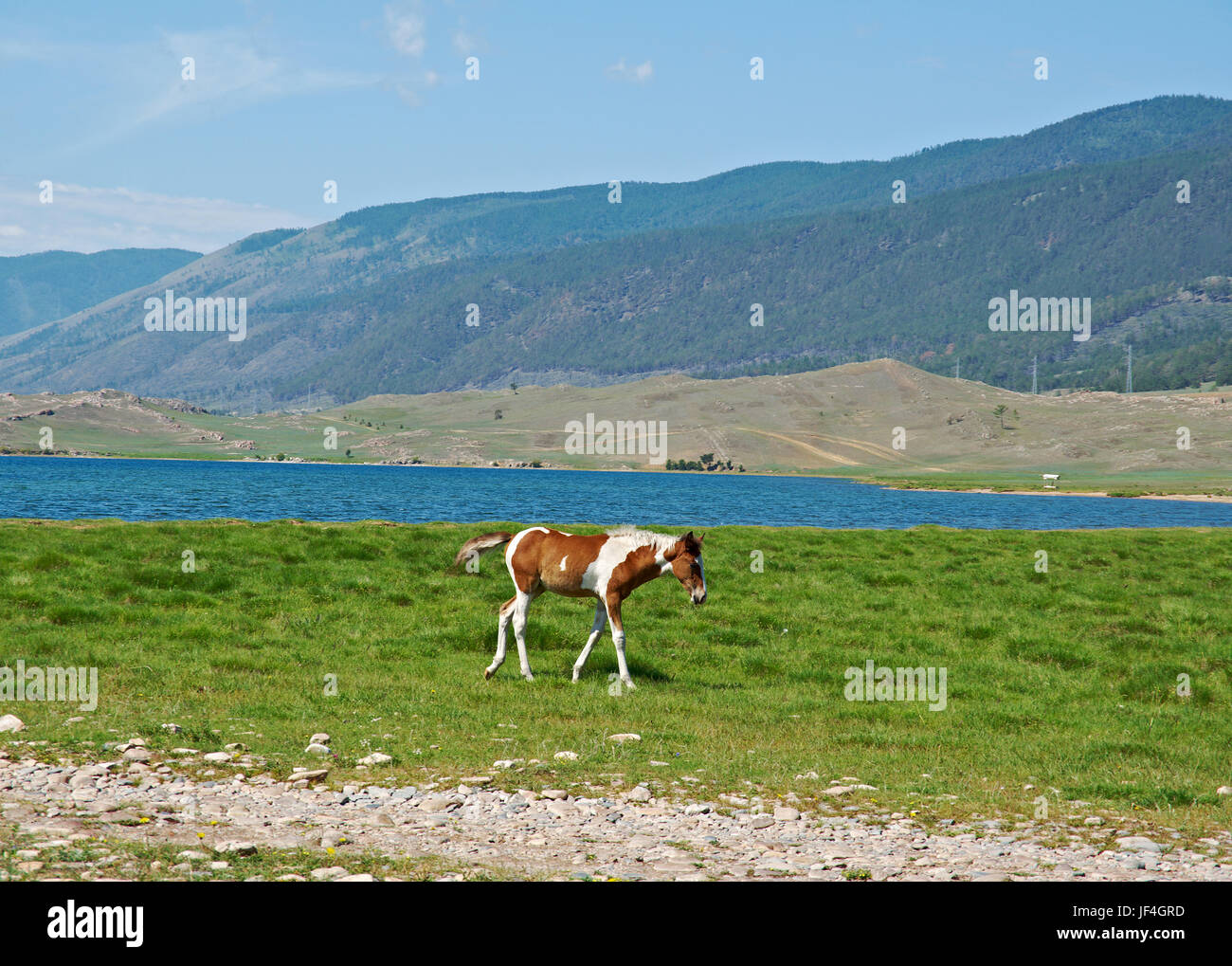 Chevaux dans la nature Banque de photographies et d’images à haute ...
