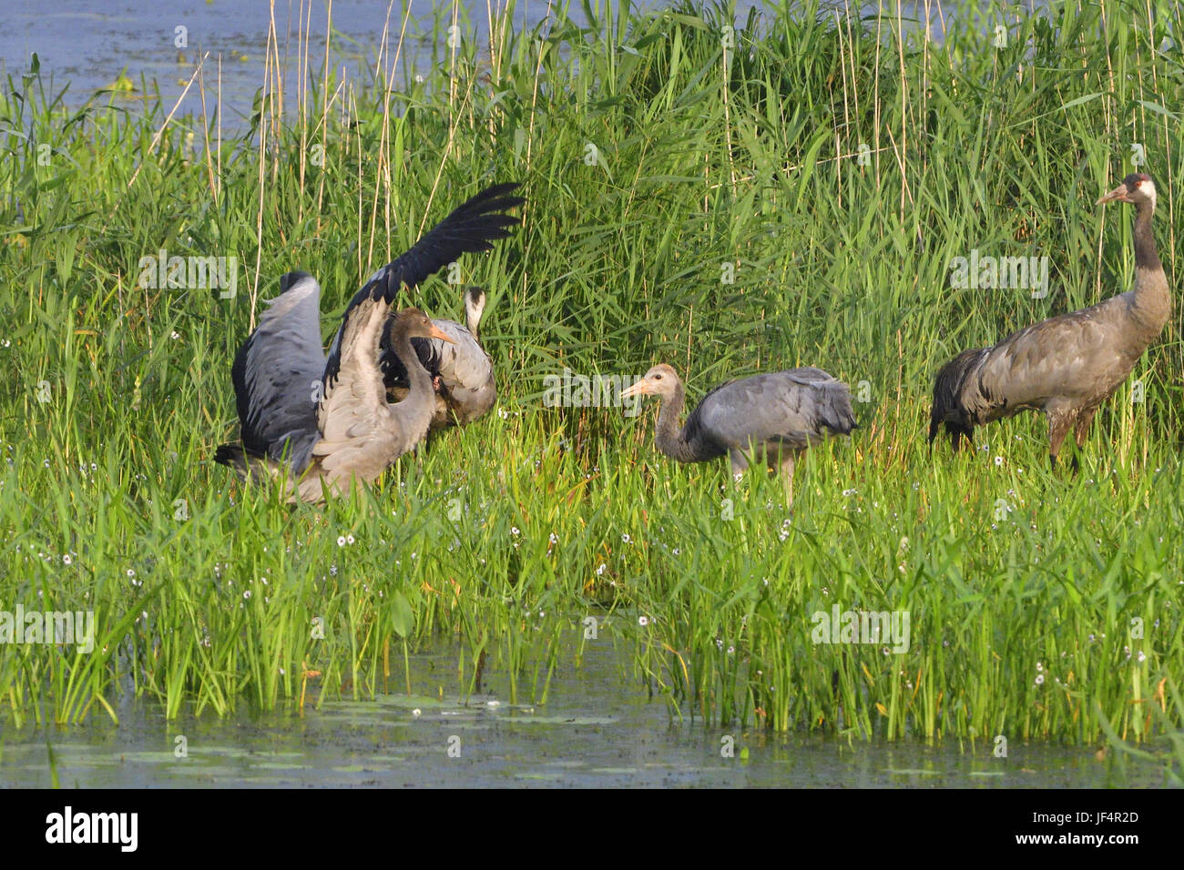 Famille corbeau Banque de photographies et d’images à haute résolution ...
