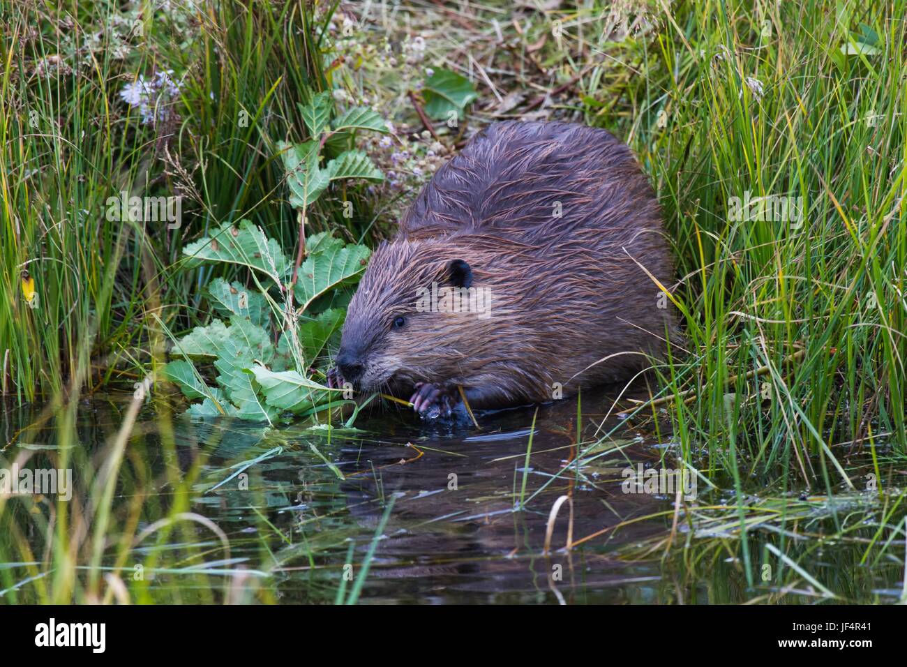 Canadian beaver castor Banque de photographies et d’images à haute ...