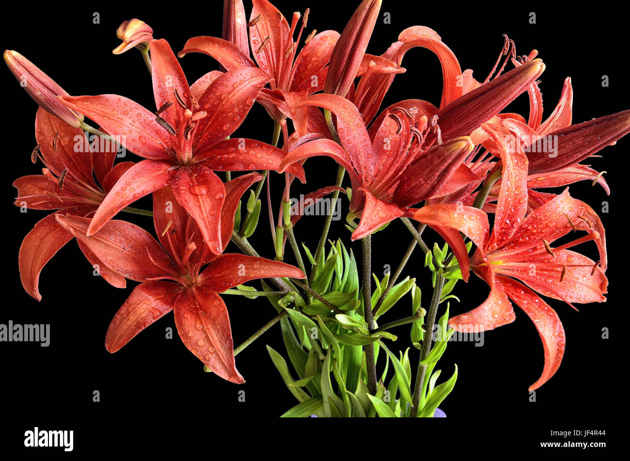 Fleurs fondantes Banque de photographies et d’images à haute résolution ...