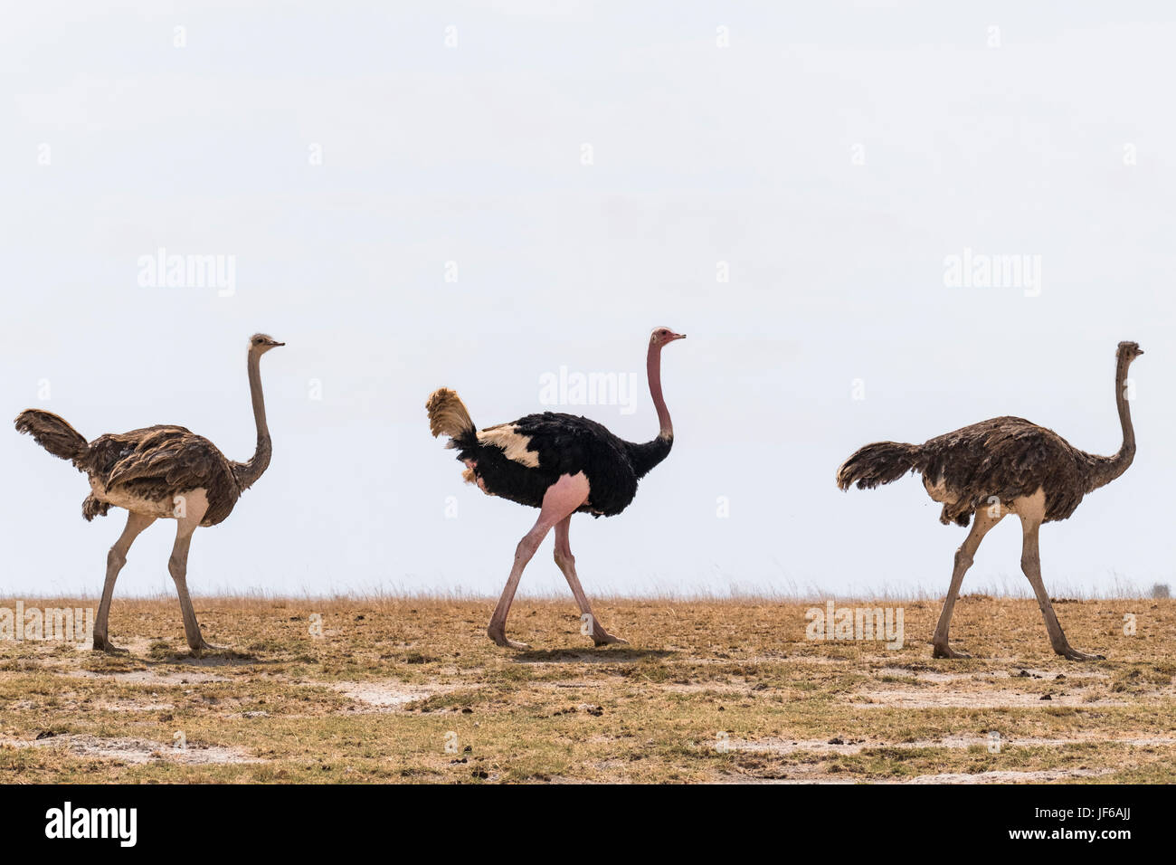 Autruche oiseaux Banque de photographies et d’images à haute résolution ...